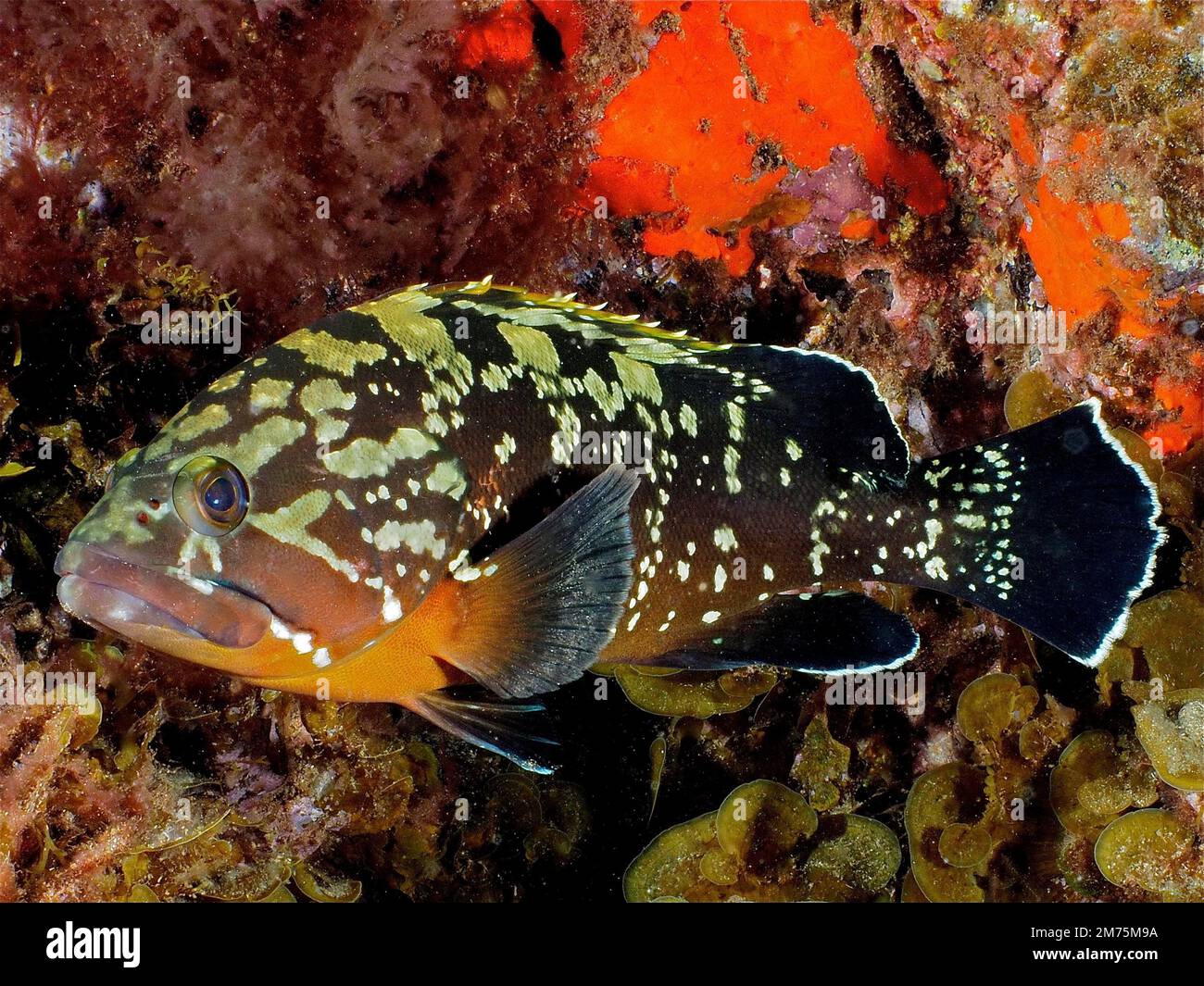 Dusky grouper (Epinephelus marginatus) (Mycteroperca marginatus) . Dive ...