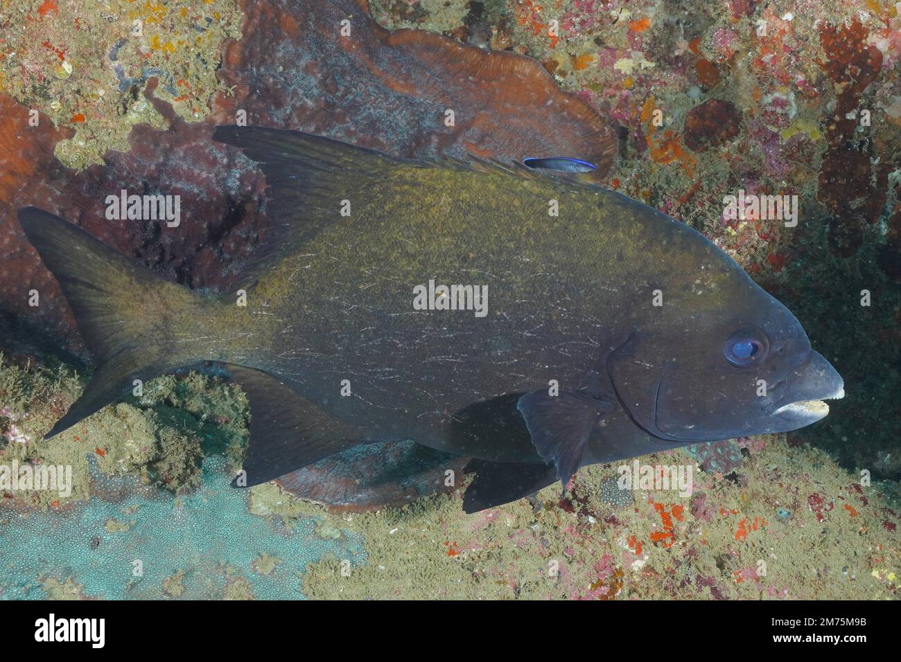 Natal billfish (Oplegnathus robinsoni), perch, endemic. Dive site ...