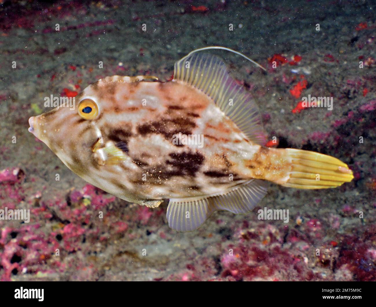 Brown filefish (Stephanolepis hispidus) . Dive site El Cabron Marine ...
