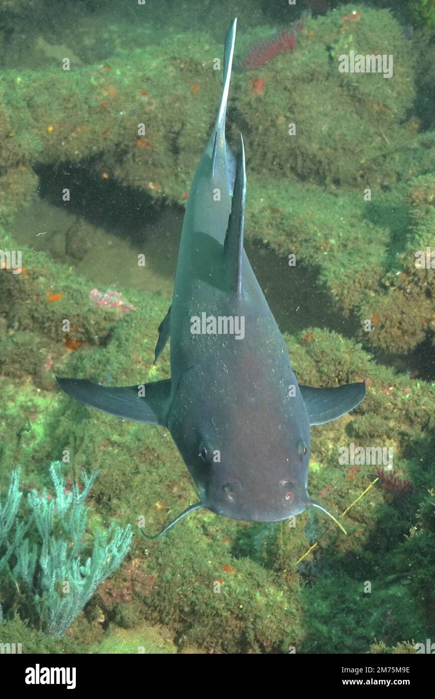Natal Sea Catfish (Galeichthys trowi), catfish, endemic. Dive site ...