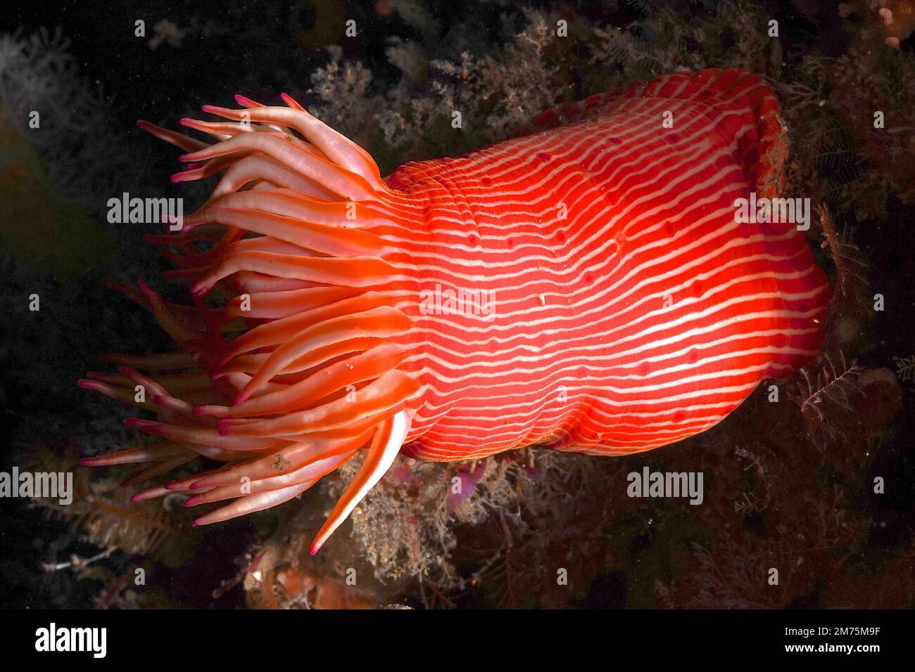 Candy cane anemone hi-res stock photography and images - Alamy