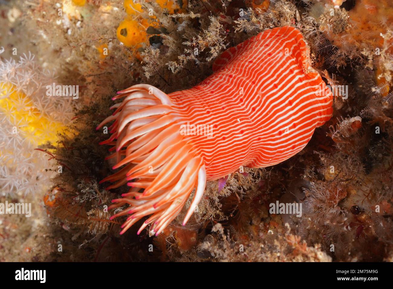Candy cane anemone hi-res stock photography and images - Alamy