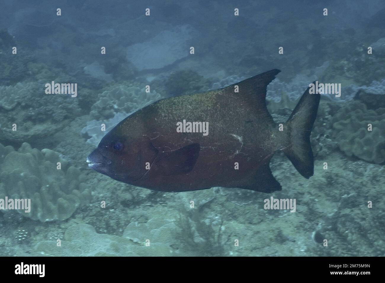 Natal billfish (Oplegnathus robinsoni), perch, endemic. Dive site ...
