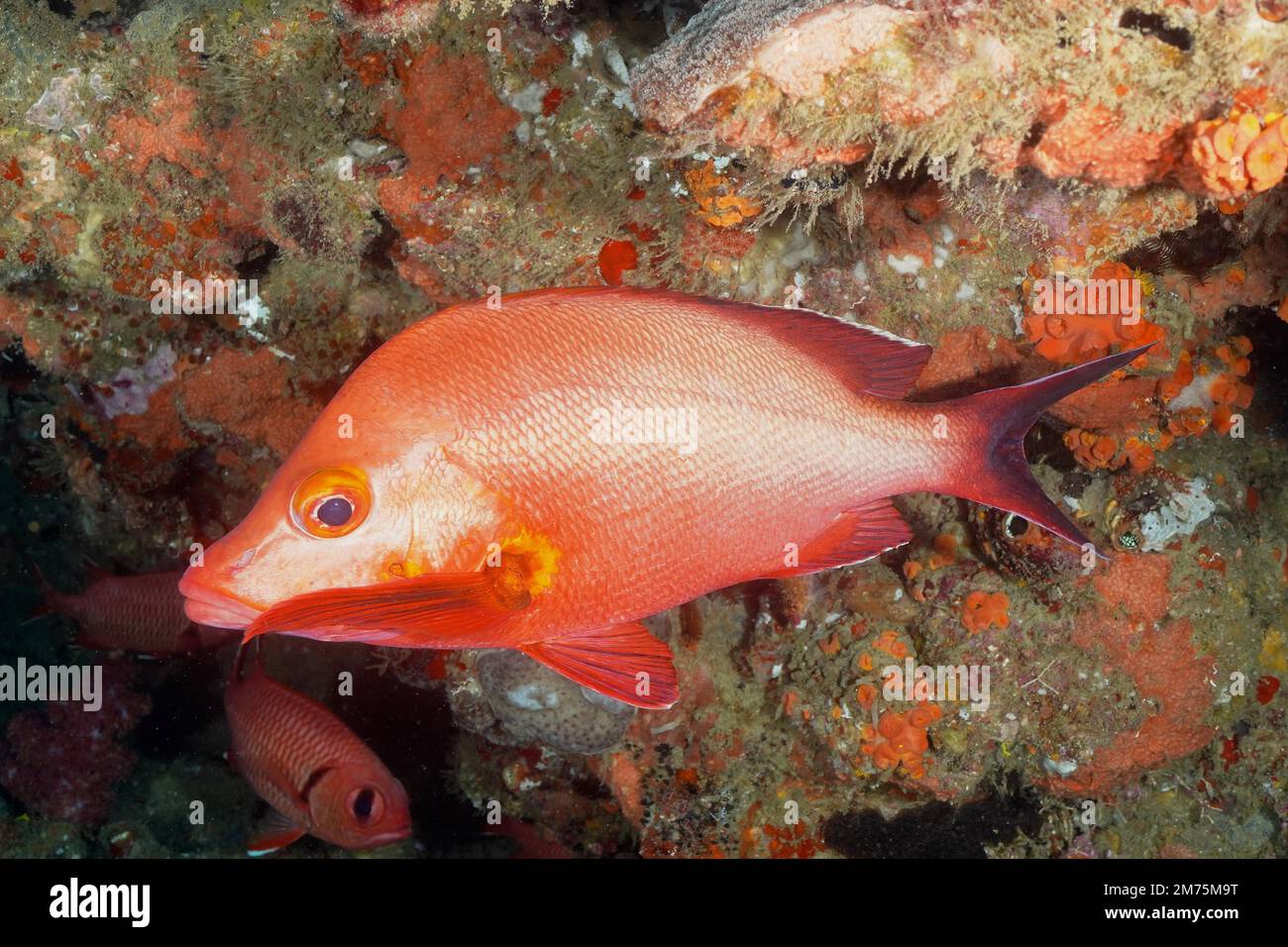 Humpback red snapper (Lutjanus gibbus) . Dive site Sodwana Bay ...