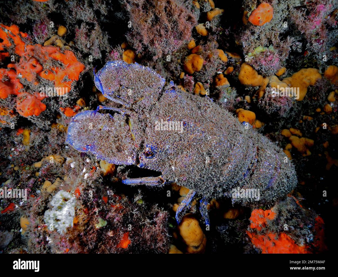 Mediterranean slipper lobster (Scyllarides latus) . Colourful. Dive ...