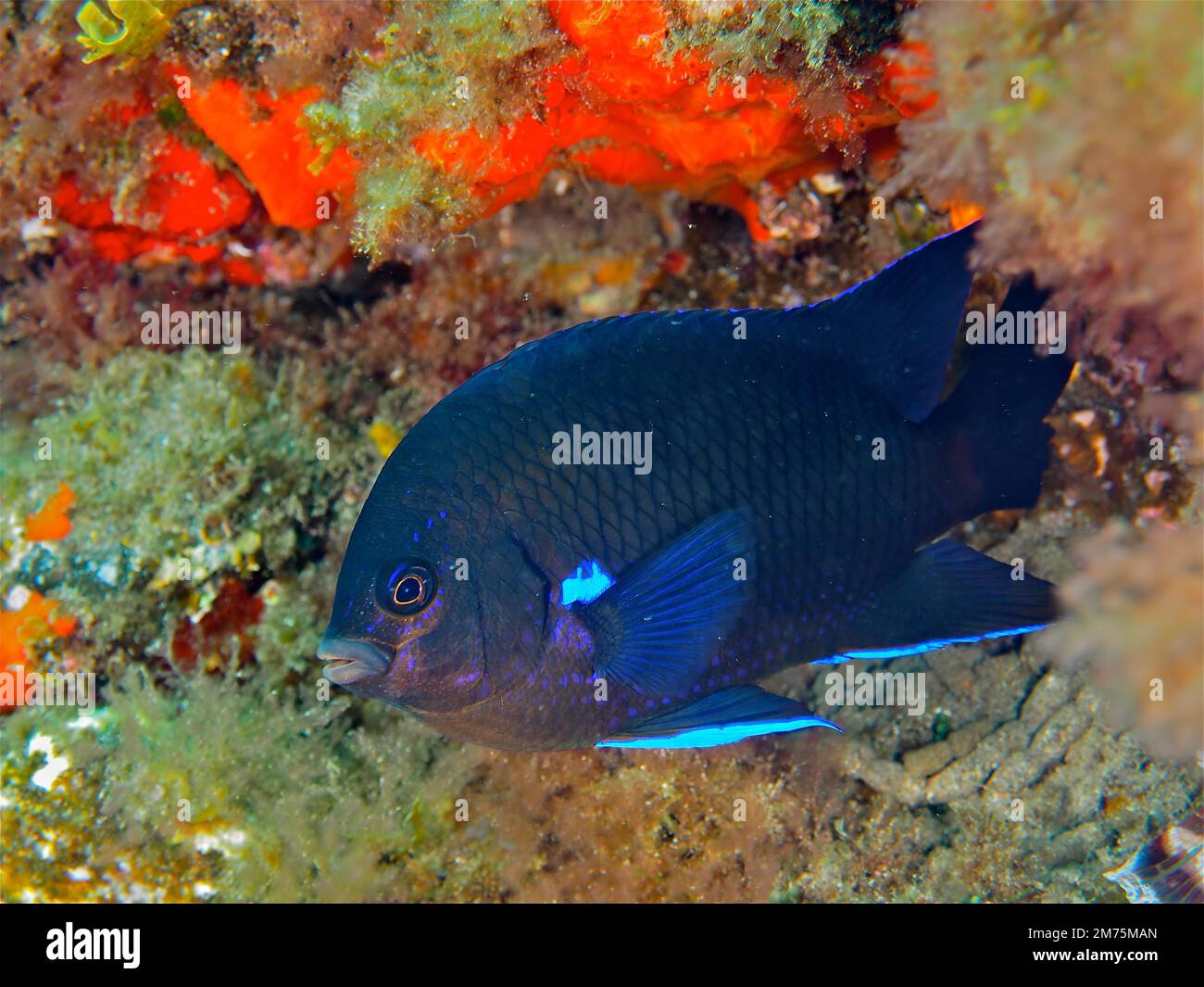 Neon reef fish (Abudefduf luridus), damselfish. Dive site El Cabron ...
