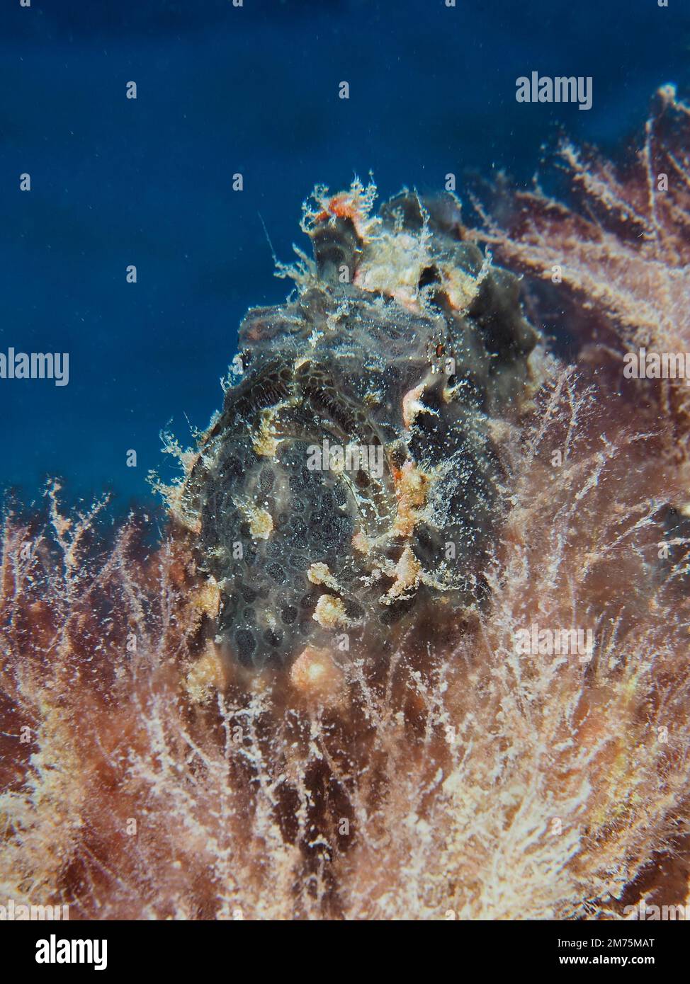 Well camouflaged Giant Frogfish (Antennarius commerson) . Dive site ...
