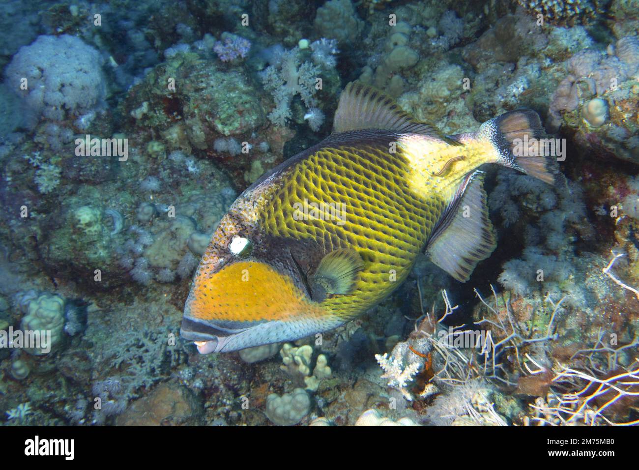Titan triggerfish (Balistoides Viridescens) . Dive site House Reef ...