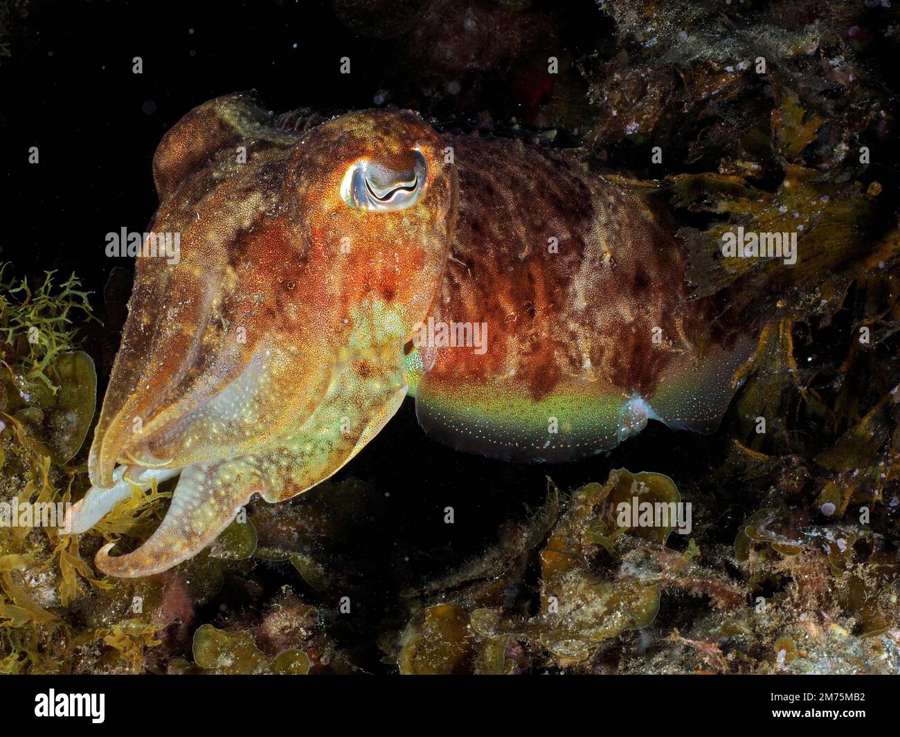 Portrait of common cuttlefish (Sepia officinalis) . Dive site El Cabron ...