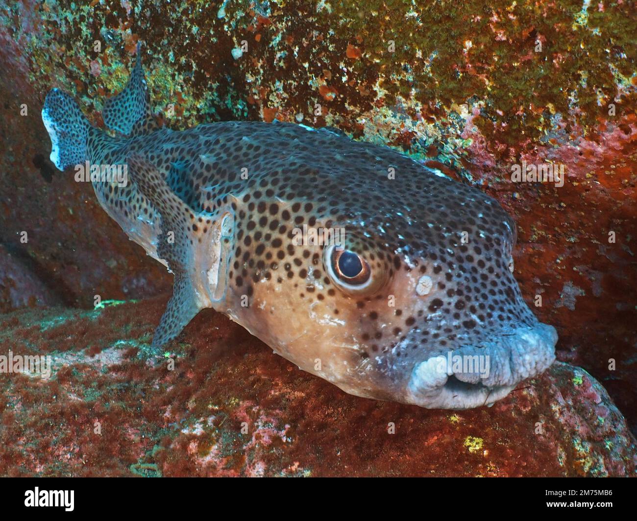 Spotfin burrfish (Chilomycterus reticulatus) . Dive site Malpique, La ...