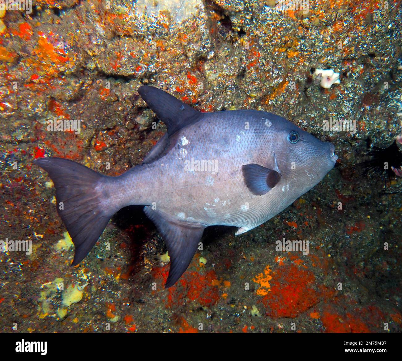 Ocean triggerfish (Canthidermis sufflamen), triggerfish. Dive site Los ...