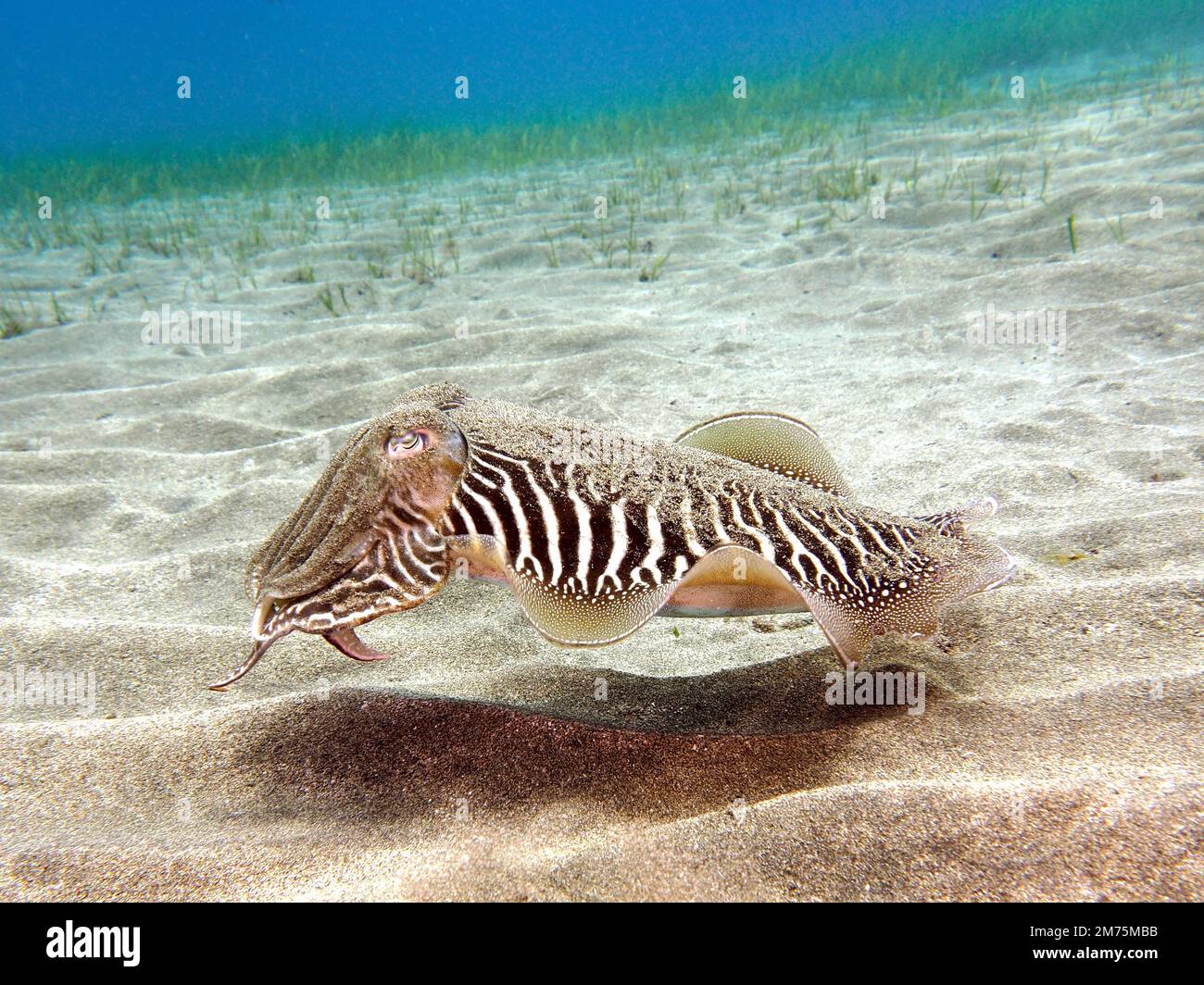 Common cuttlefish (Sepia officinalis) . Dive site El Cabron Marine ...