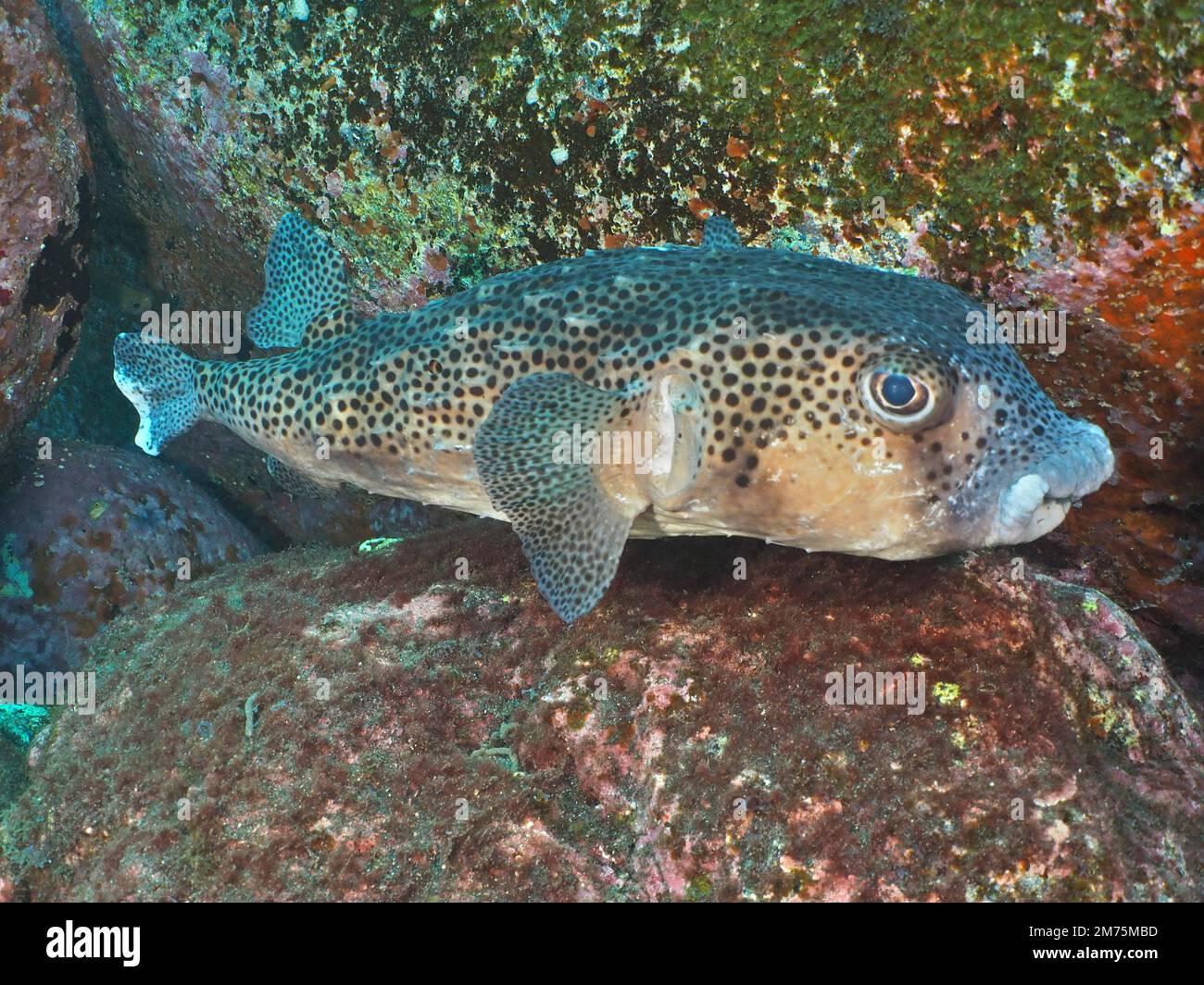 Spotfin burrfish (Chilomycterus reticulatus) . Dive site Malpique, La ...