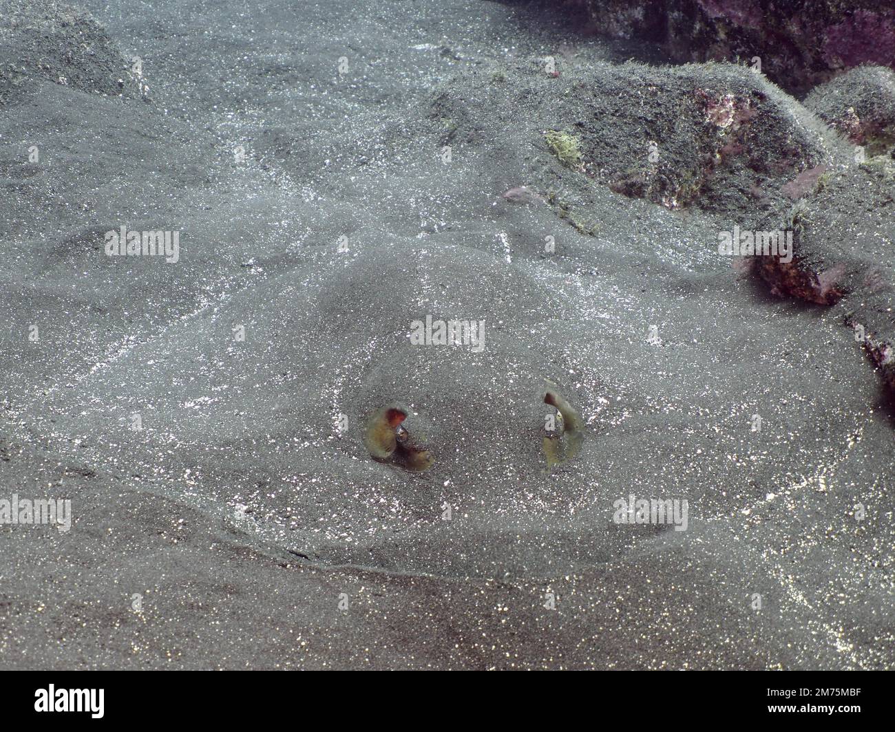 Round stingray (Taeniura grabata) . Dive site Malpique, La Palma ...