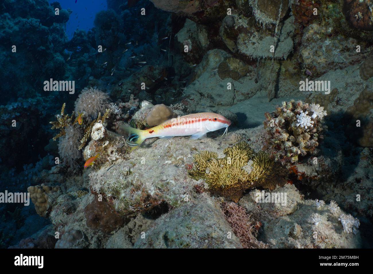 Red sea goatfish (Parupeneus forsskali) . Dive site House Reef Mangrove ...