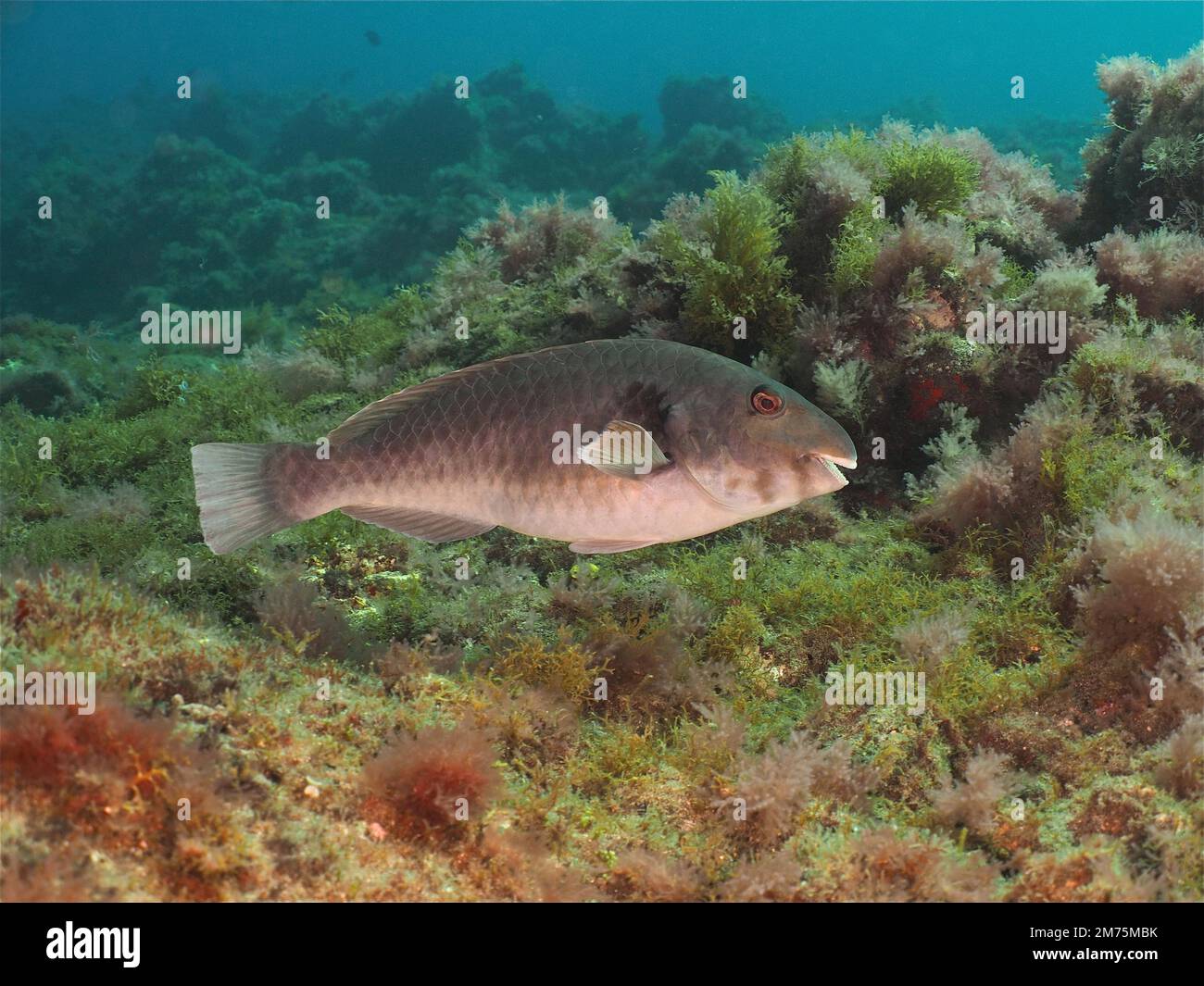 Mediterranean parrotfish (Sparisoma cretense) . Dive site El Cabron ...