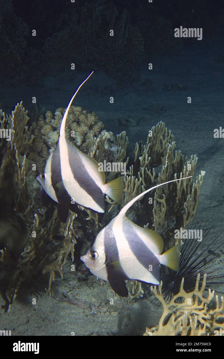 Pair of schooling bannerfish (Heniochus diphreutes) at night. Dive site ...