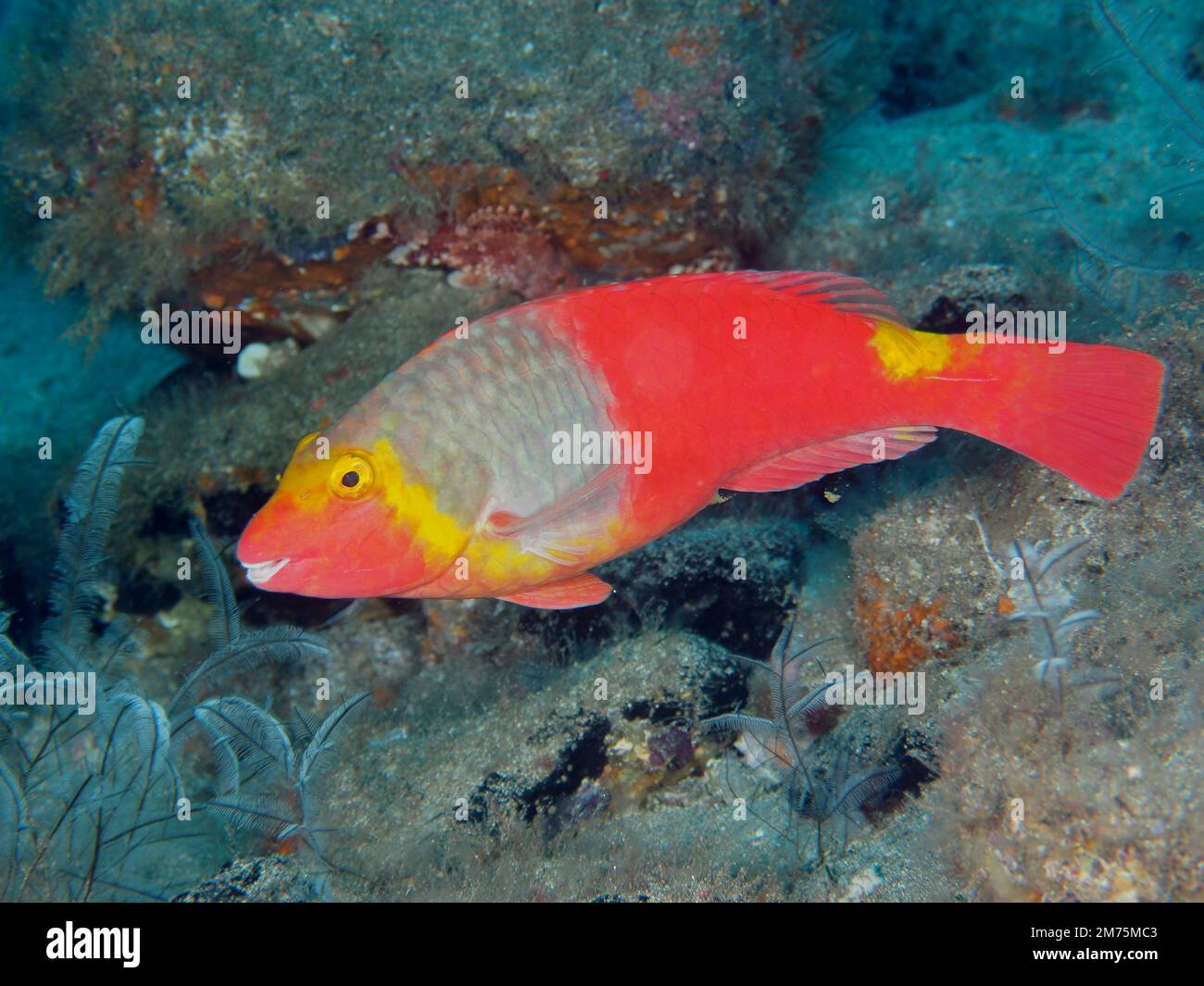 Mediterranean parrotfish (Sparisoma cretense) . Dive site El Cabron ...