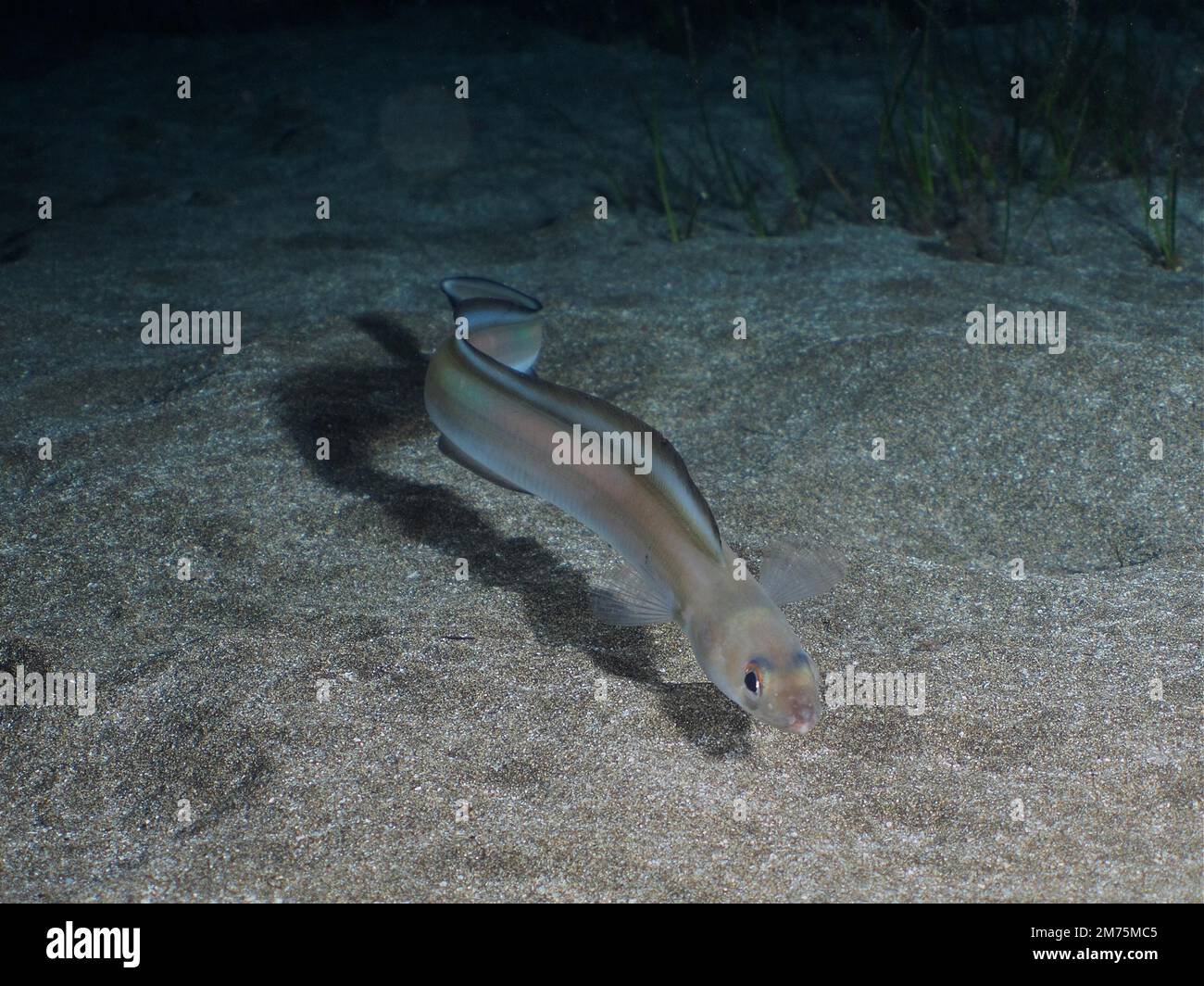 Golden Balearic sea eel (Ariosoma balearicum), sea eel at night. Dive ...