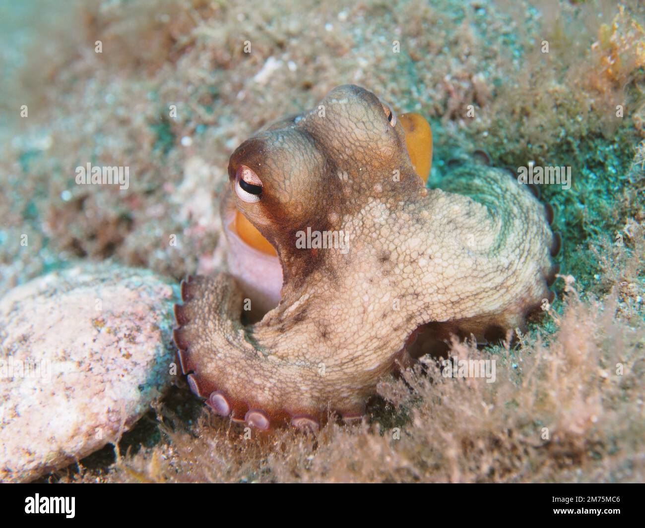 Juvenile Common Octopus (Octopus vulgaris) . Dive site El Cabron Marine ...