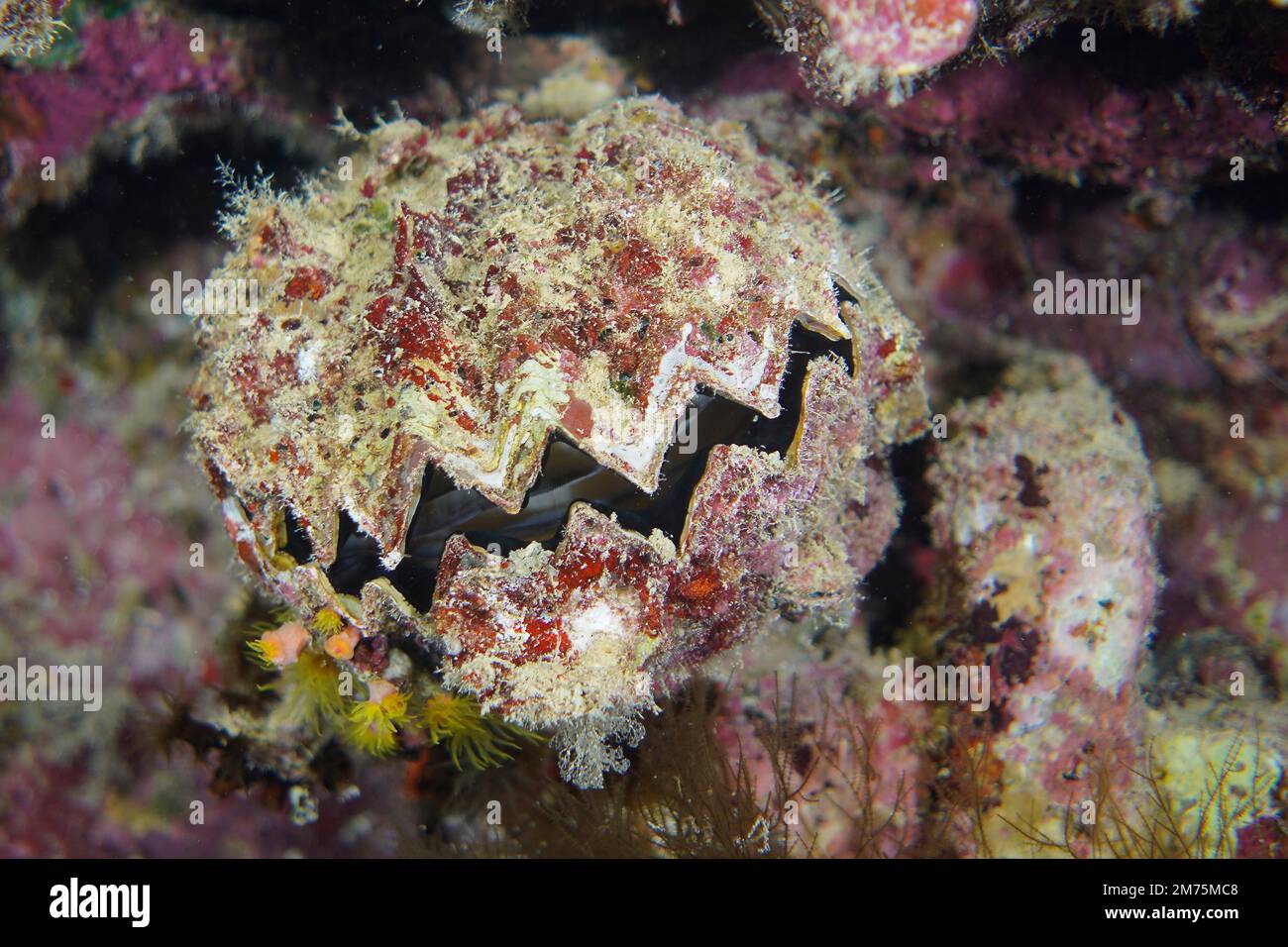 Serrated oyster (Dendrostea folium), shell, Thistlegorm wreck dive site ...