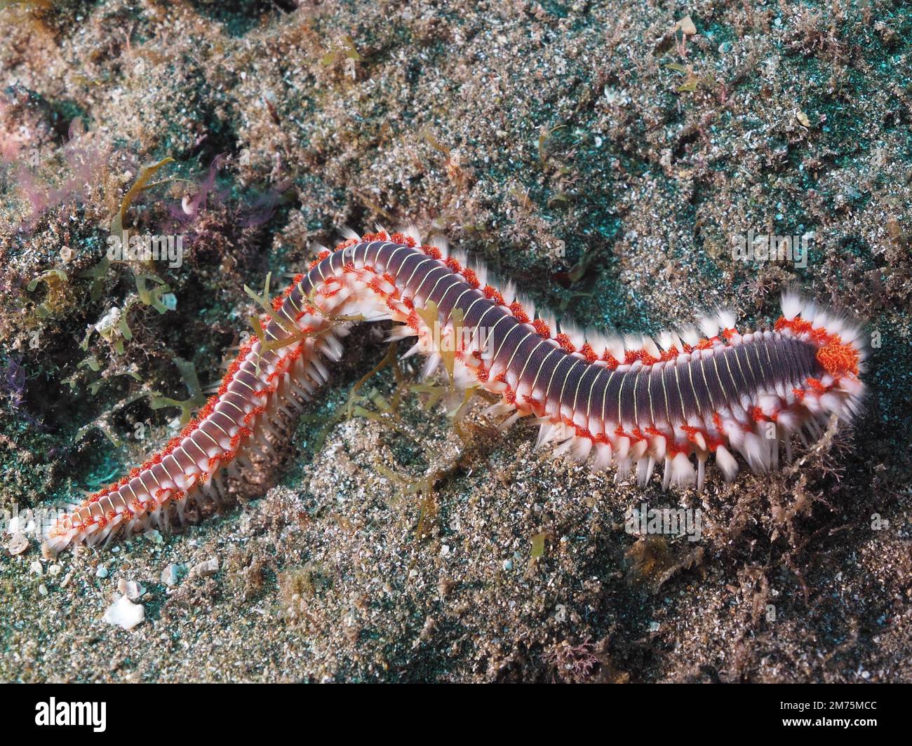 Bearded fireworm (Hermodice carunculata) . Dive site El Cabron Marine ...