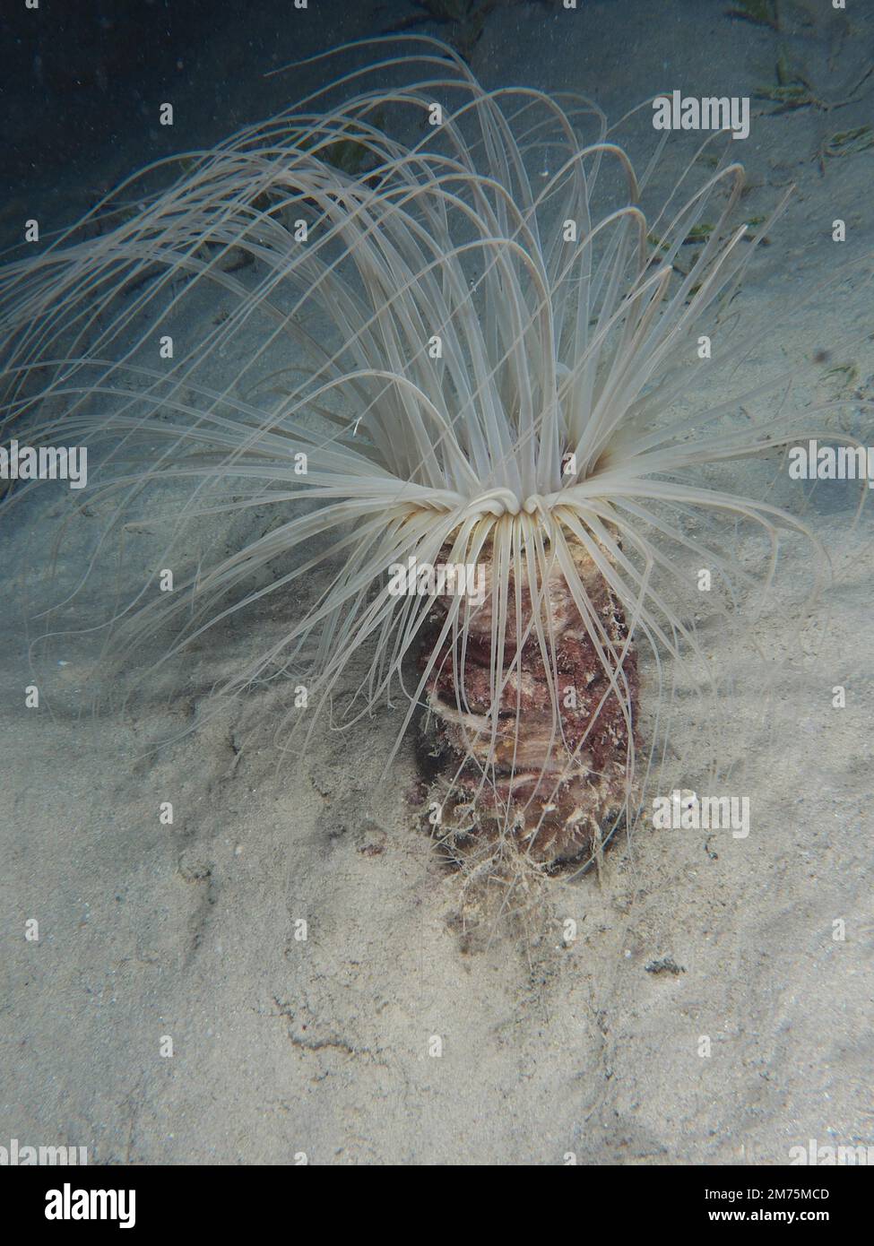 Tube-dwelling anemone (Cerianthus) . Dive site House Reef Mangrove Bay ...
