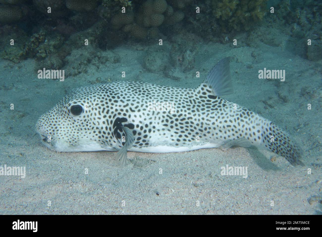 Star puffer (Arothron stellatus) . Dive site House Reef Mangrove Bay ...