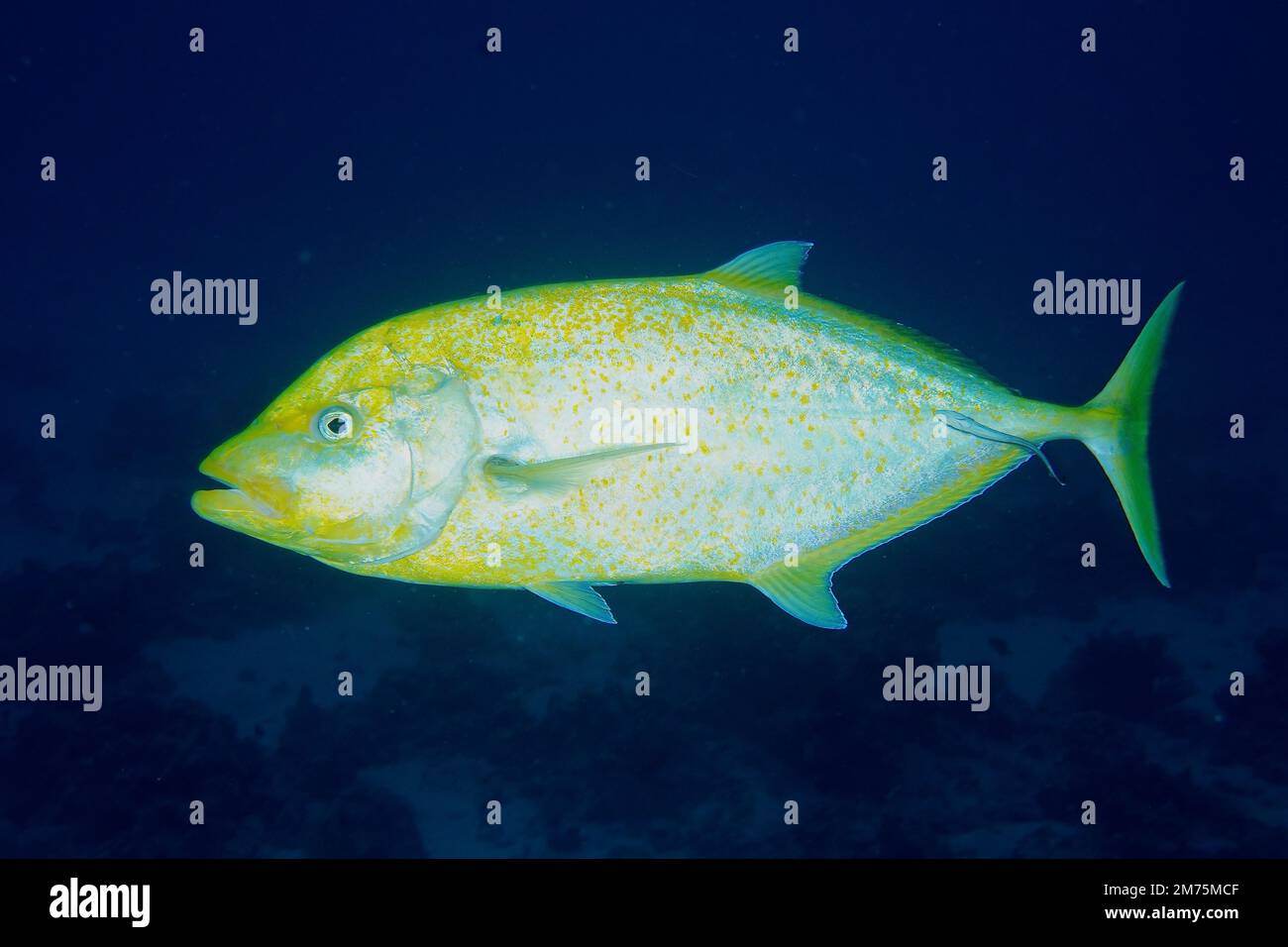 Orange-spotted trevally (Carangoides bajad) hunting at dusk. Dive site ...