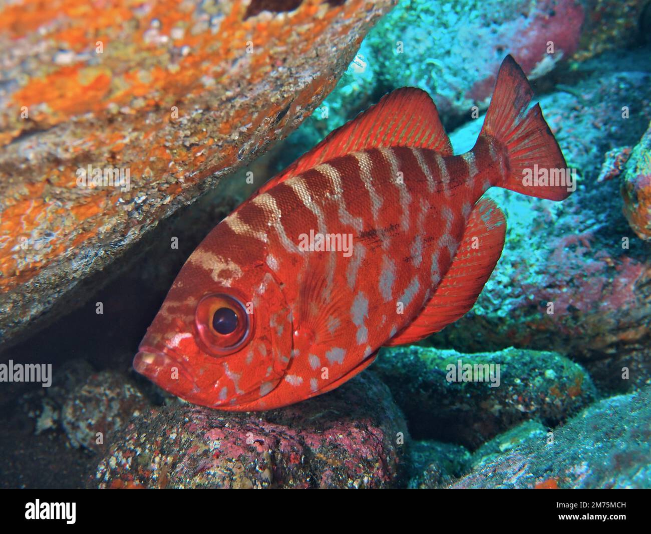 Bigeye glasseye snapper (Heteropriacanthus cruentatus) . Dive site ...