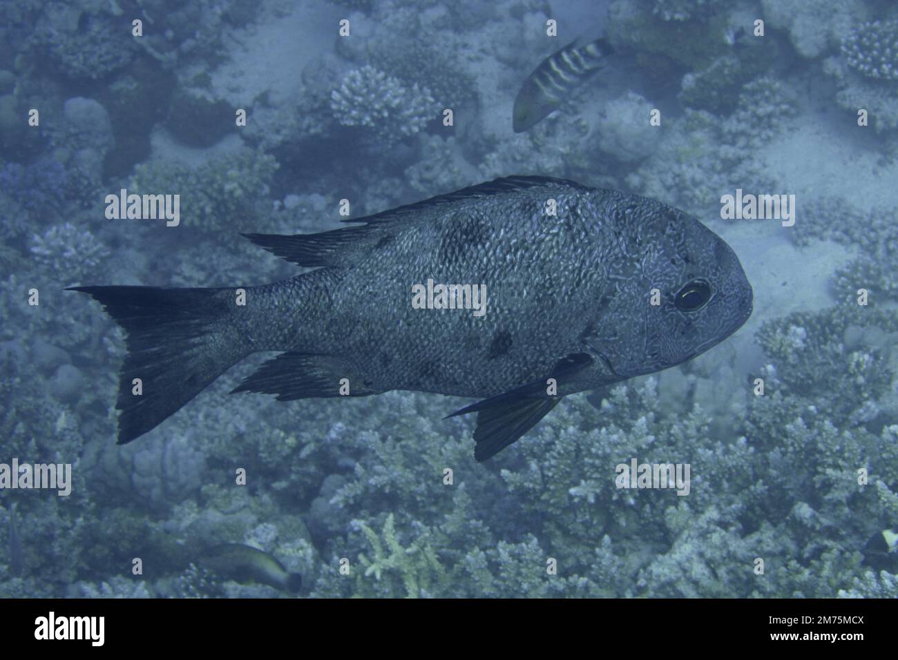 Mangrove black and white hi-res stock photography and images - Alamy