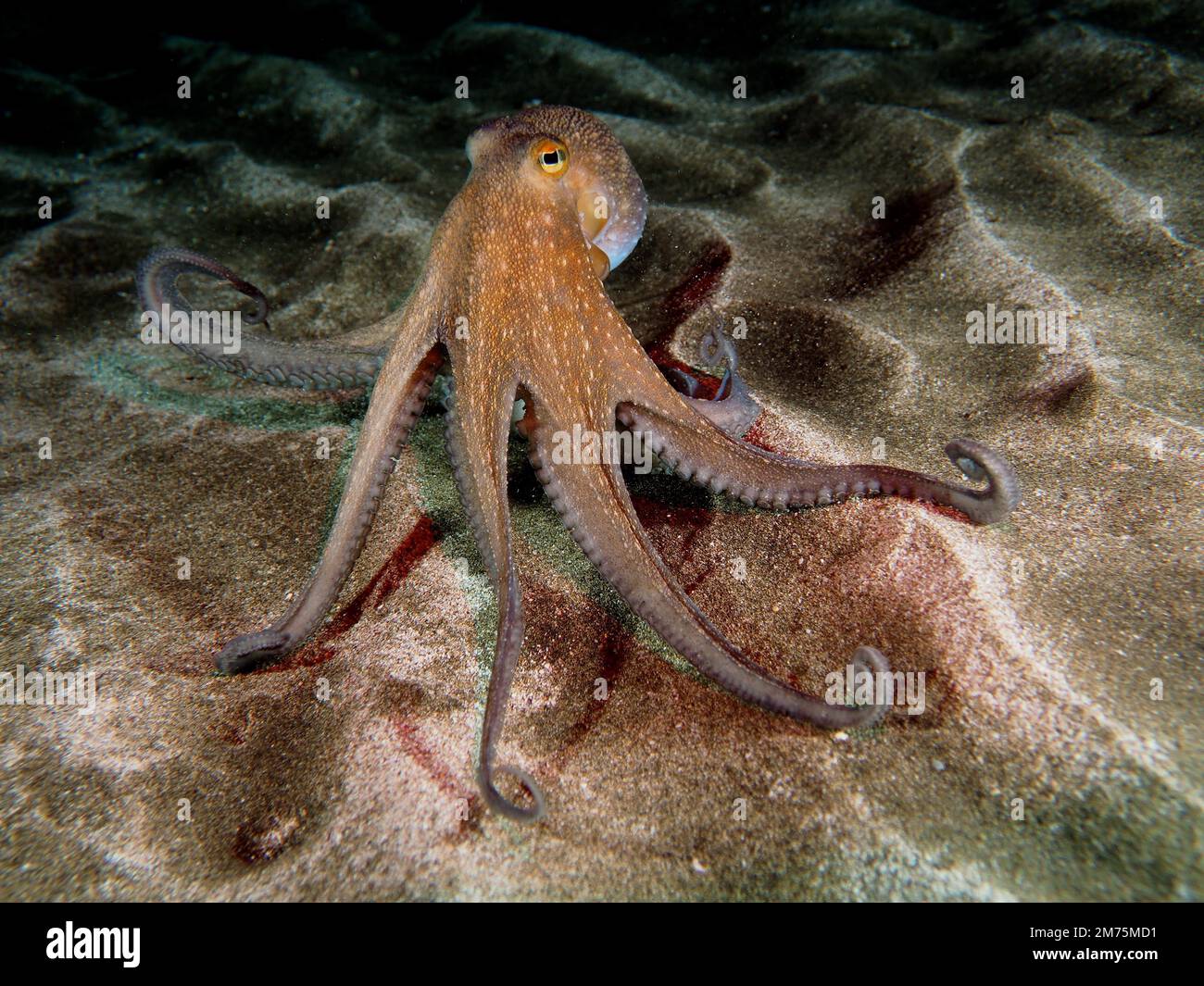 Common octopus (Octopus vulgaris) at night. Dive site El Cabron Marine ...
