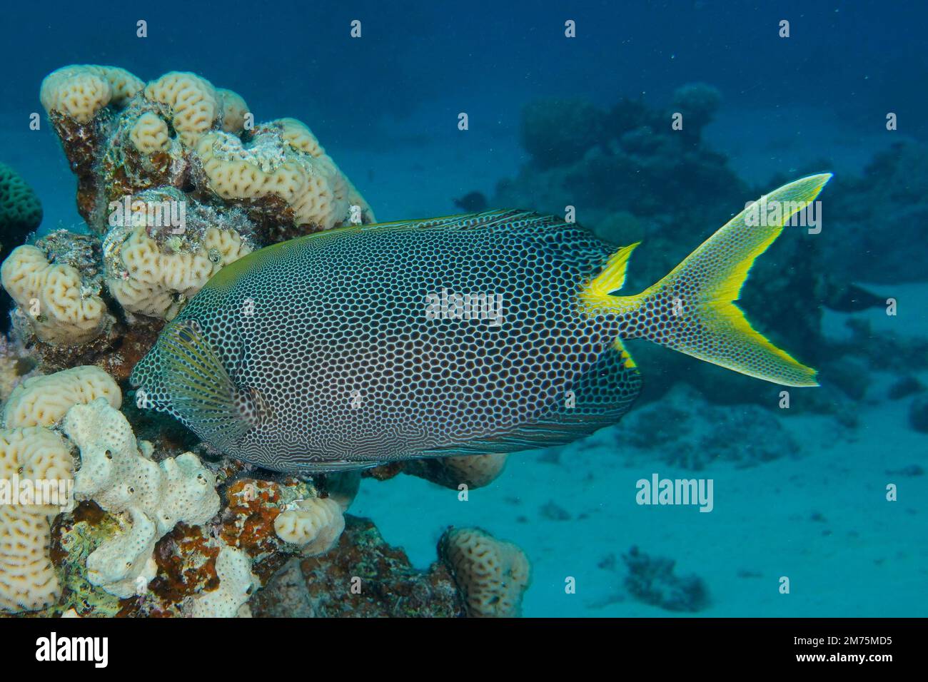 Spotted rabbitfish (Siganus stellatus laqueus), rabbitfish, Dive site ...