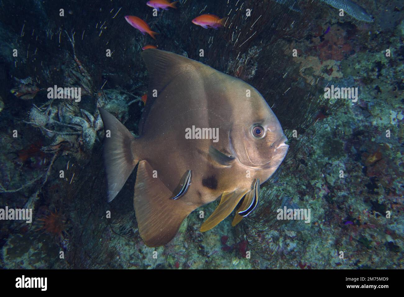 Orbicular batfish (Platax orbicularis) at cleaner station. Dive site ...