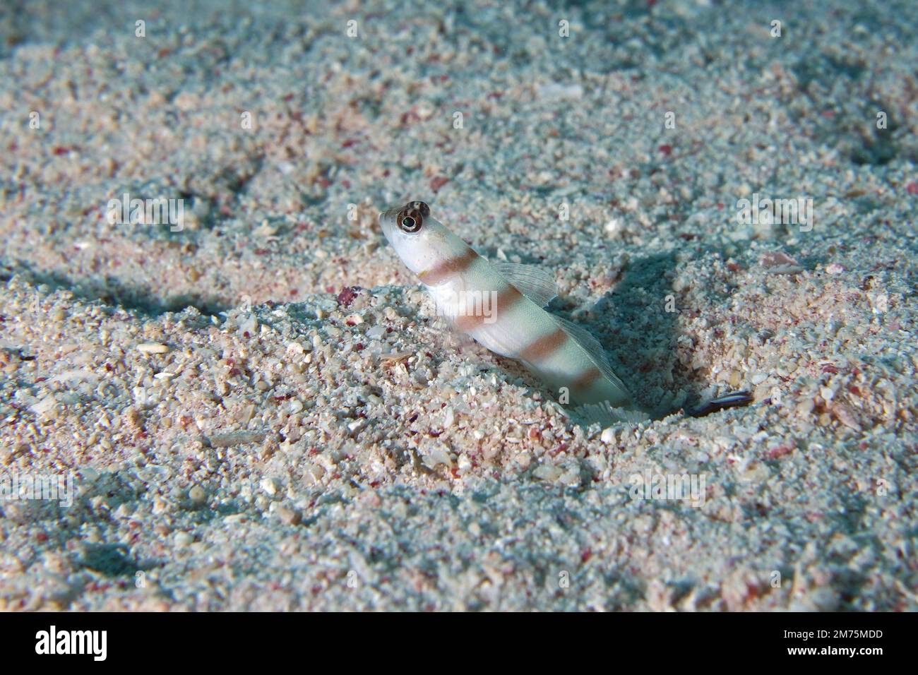 Steinitz partner goby (Amblyeleotris steinitzi) . Dive site House Reef ...