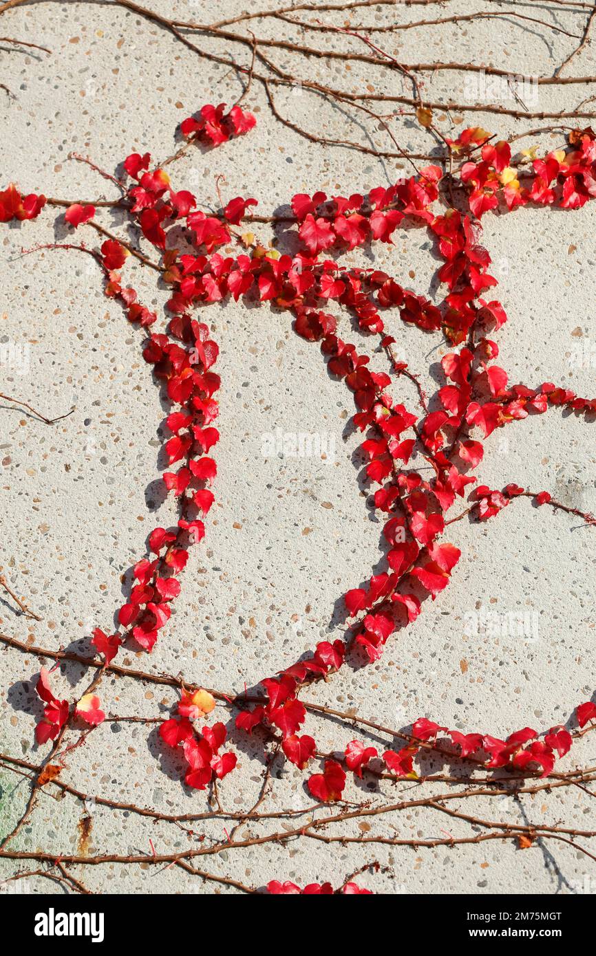 Wall climbing vine hi-res stock photography and images - Alamy