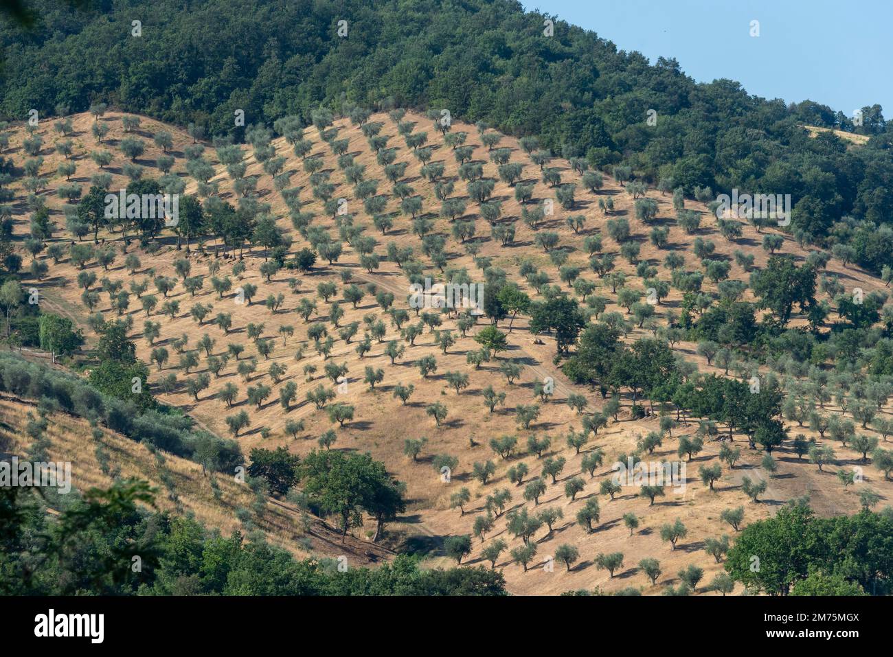 Europe landscape olive grove tuscany hi-res stock photography and ...