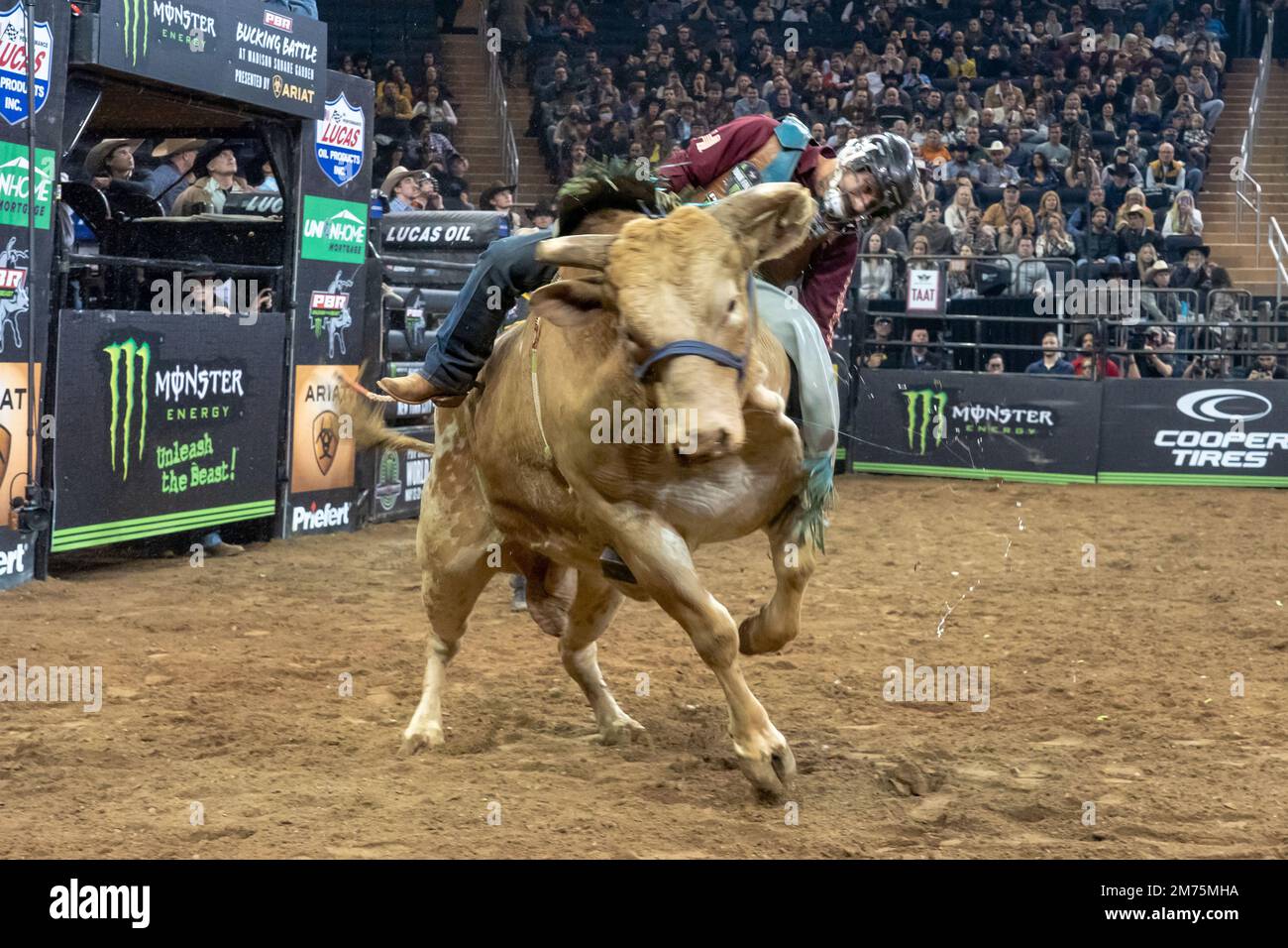 NEW YORK, NEW YORK - JANUARY 06: Ednei Caminhas rides Man Hater during ...