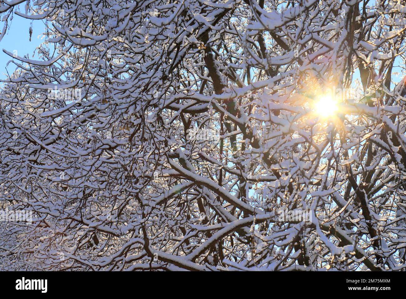 Winter forest landscape background The rays of sun break through snow ...