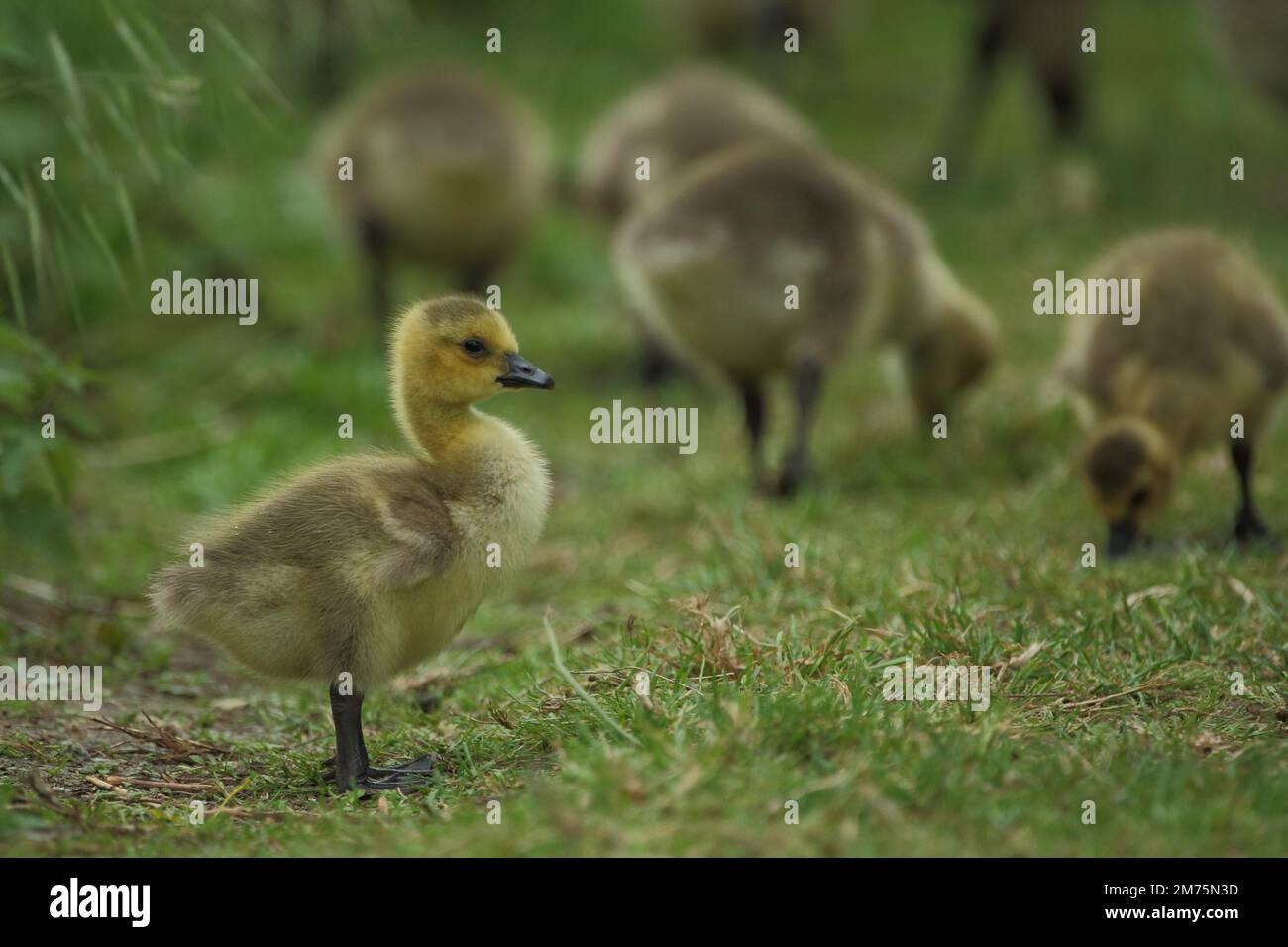 Young Canada Goose (Branta canadensis) in the Wagbachniederung ...