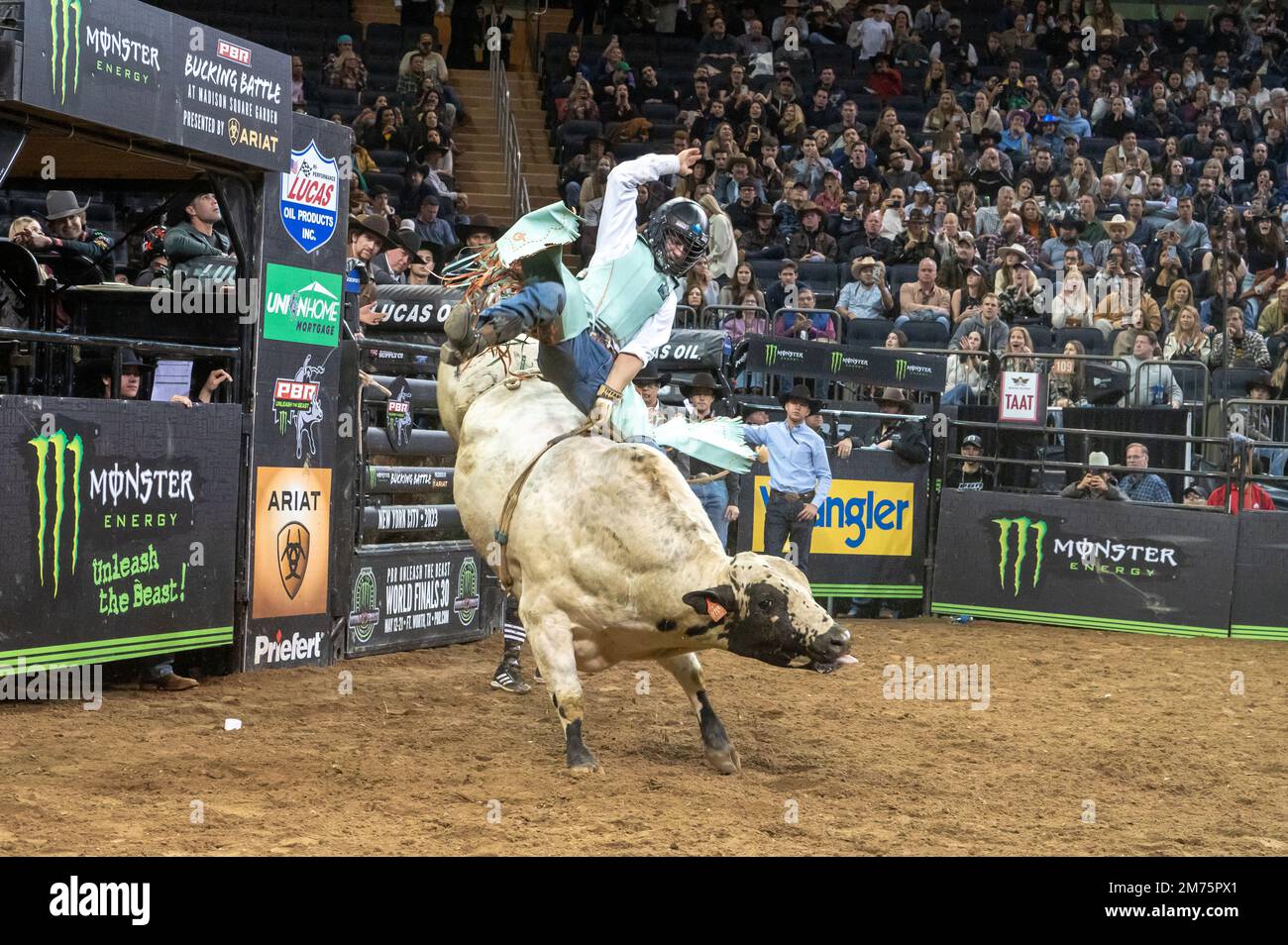 NEW YORK, NEW YORK - JANUARY 06: Thiago Salgado rides Cowboy Playboy during the Professional ...