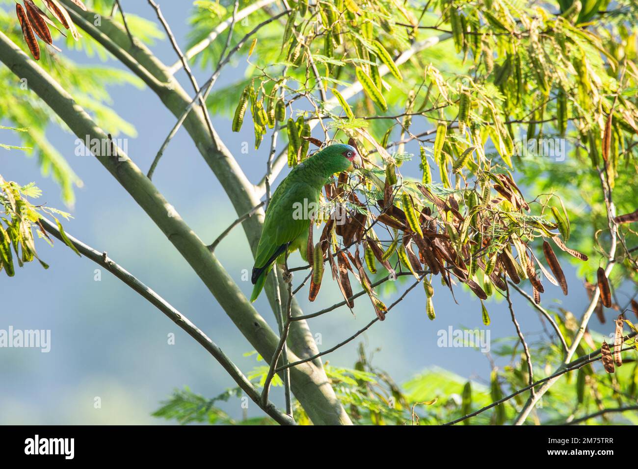 White-fronted amazon also known as the white-fronted parrot Stock Photo ...