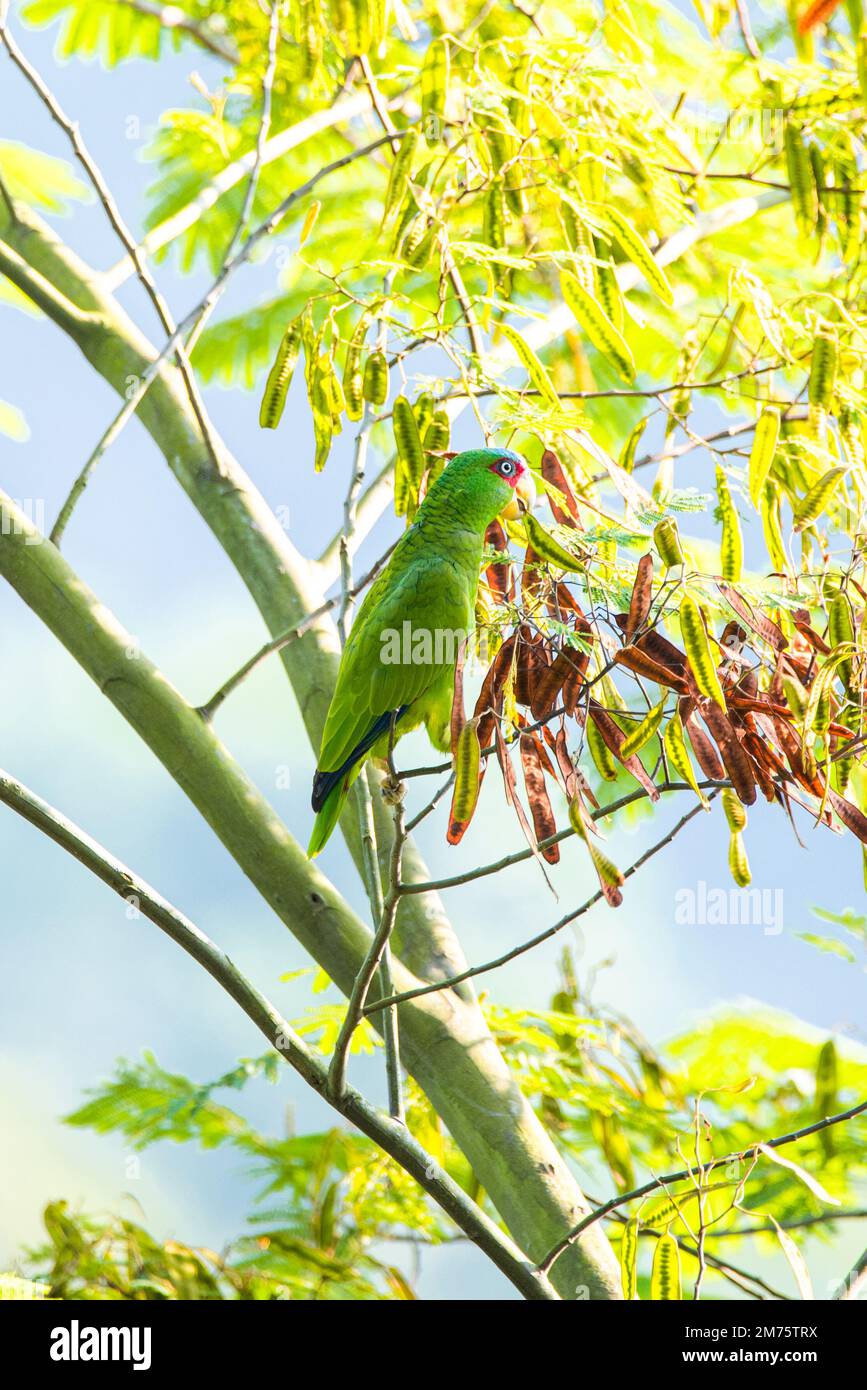 Amazona albifrons hi-res stock photography and images - Alamy