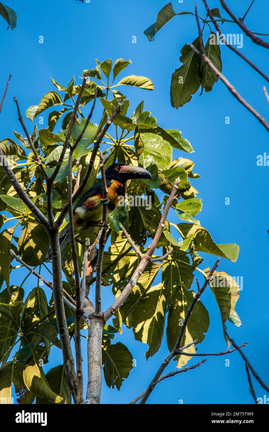 Collared aracari or Pteroglossus torquatus in the forest of Guatemala ...