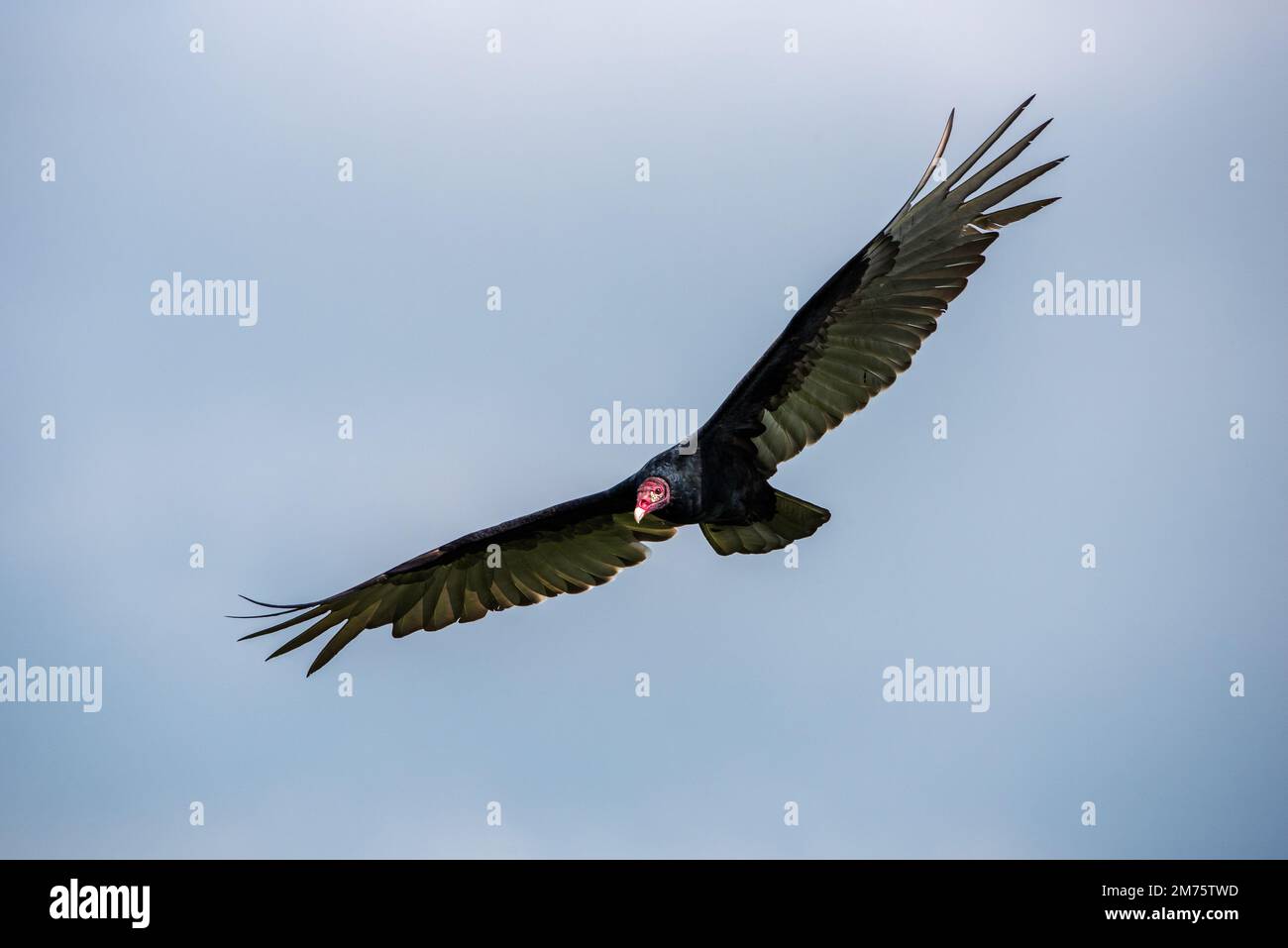 Cathartes aura or turkey vulture flying Stock Photo - Alamy