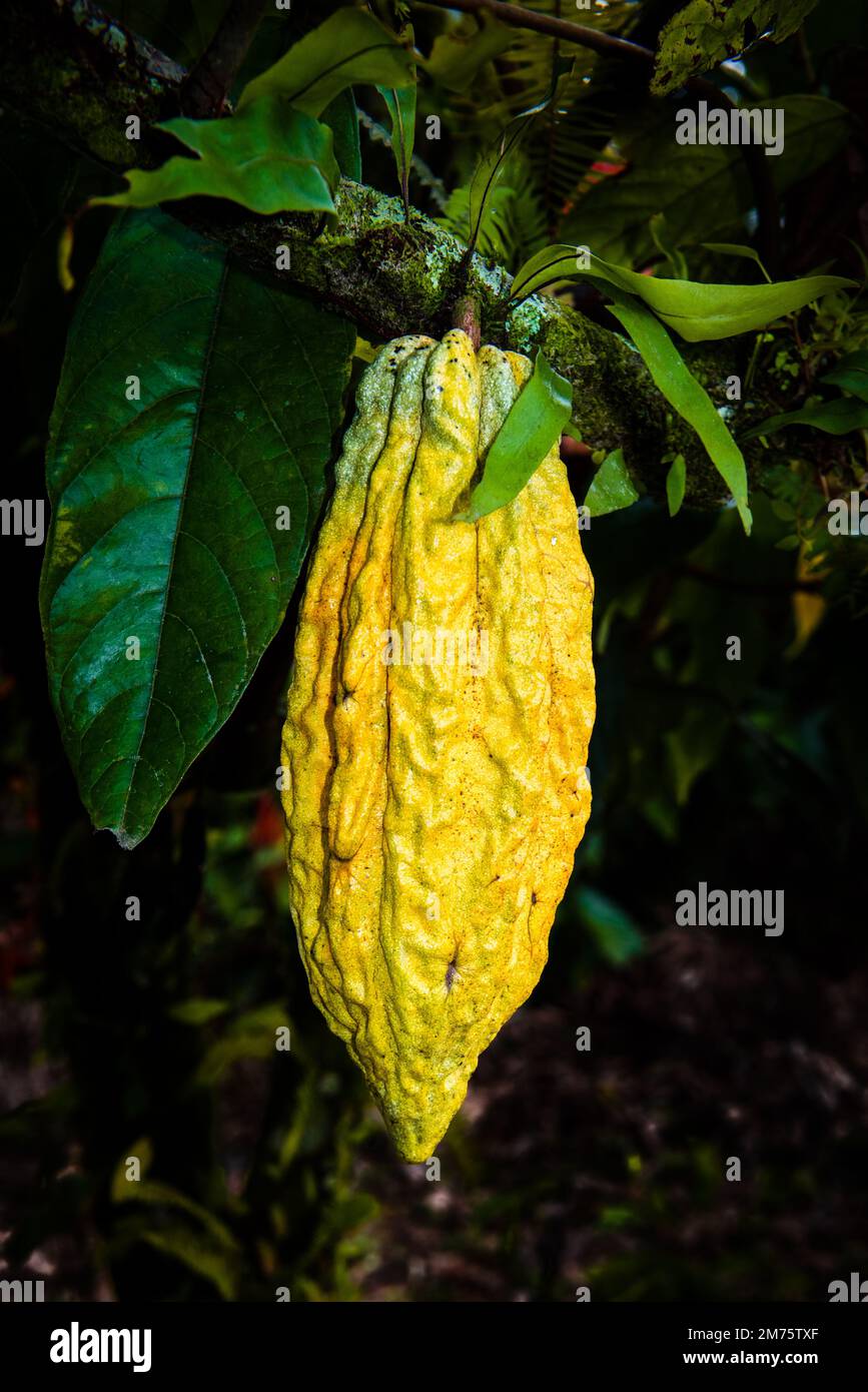 Yellow cocoa pod on a tree Stock Photo - Alamy