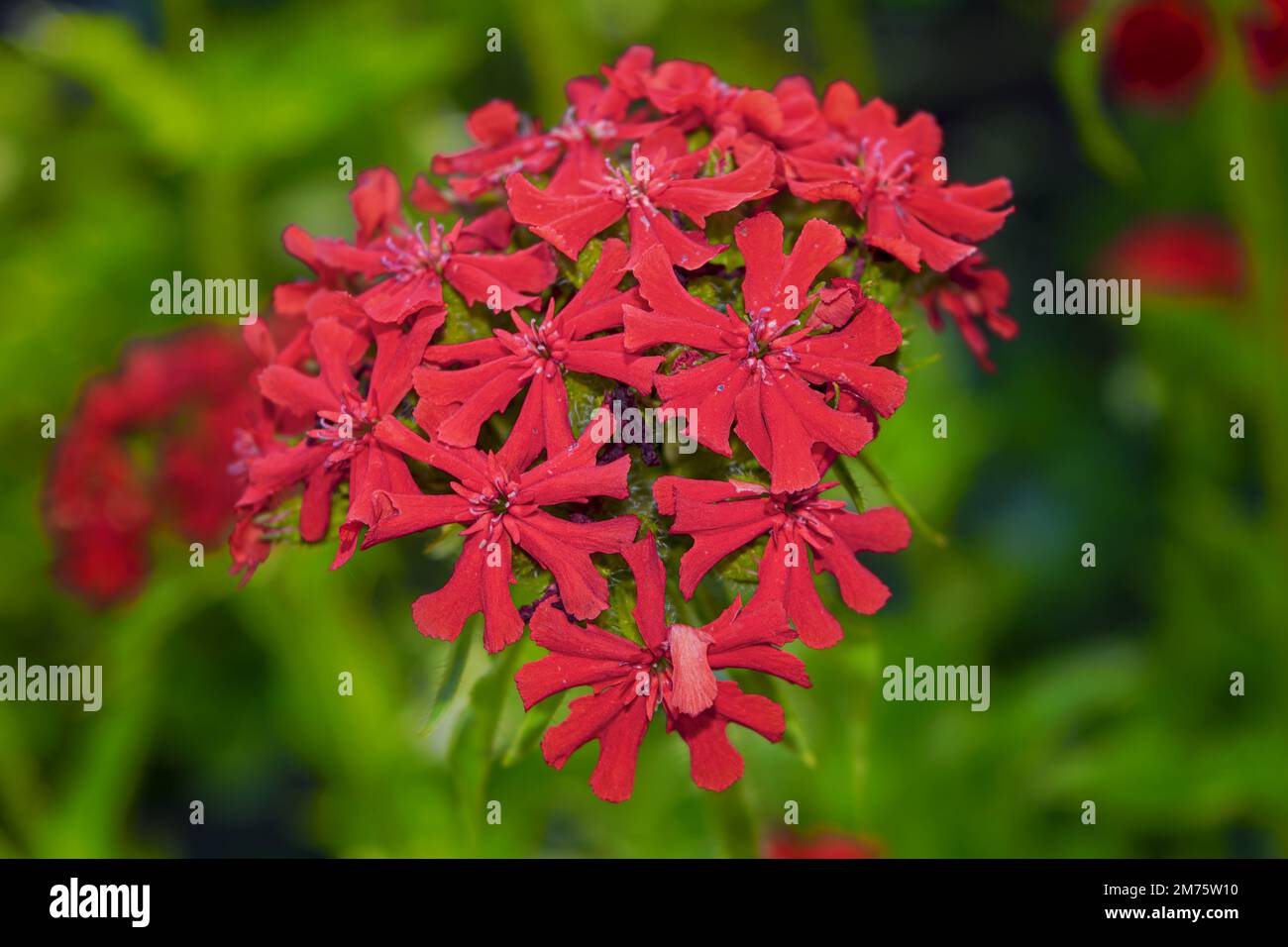 Red lychnis chalcedonica flowers in the summer garden Silene ...