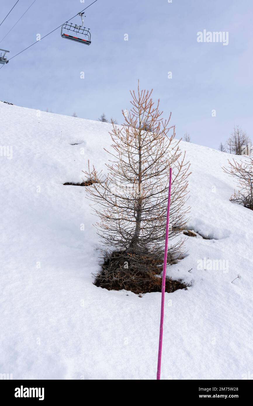Red chairlift in winter with pine tree and pink trail post in ski ...