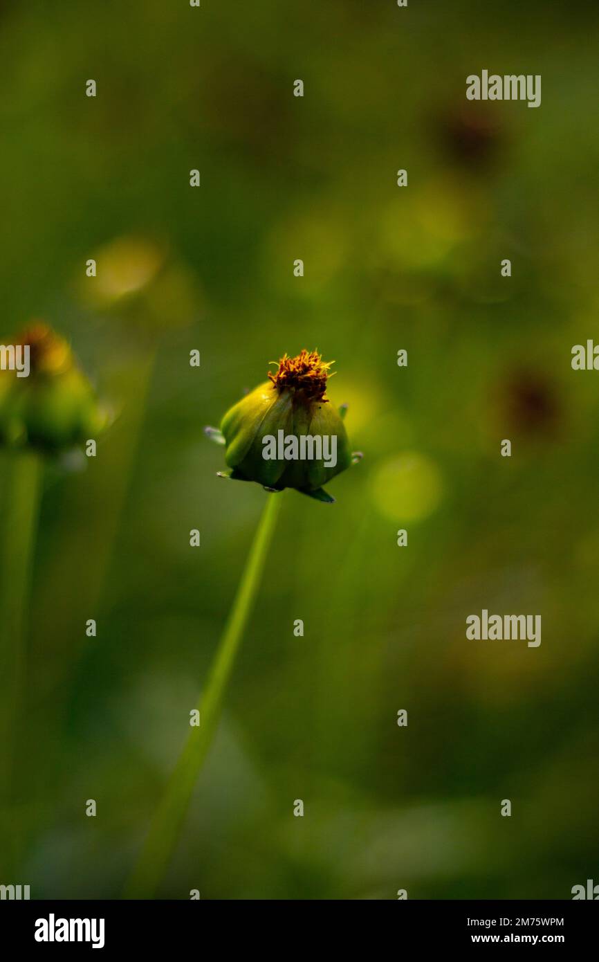 Spring Time Flowers Stock Photo - Alamy