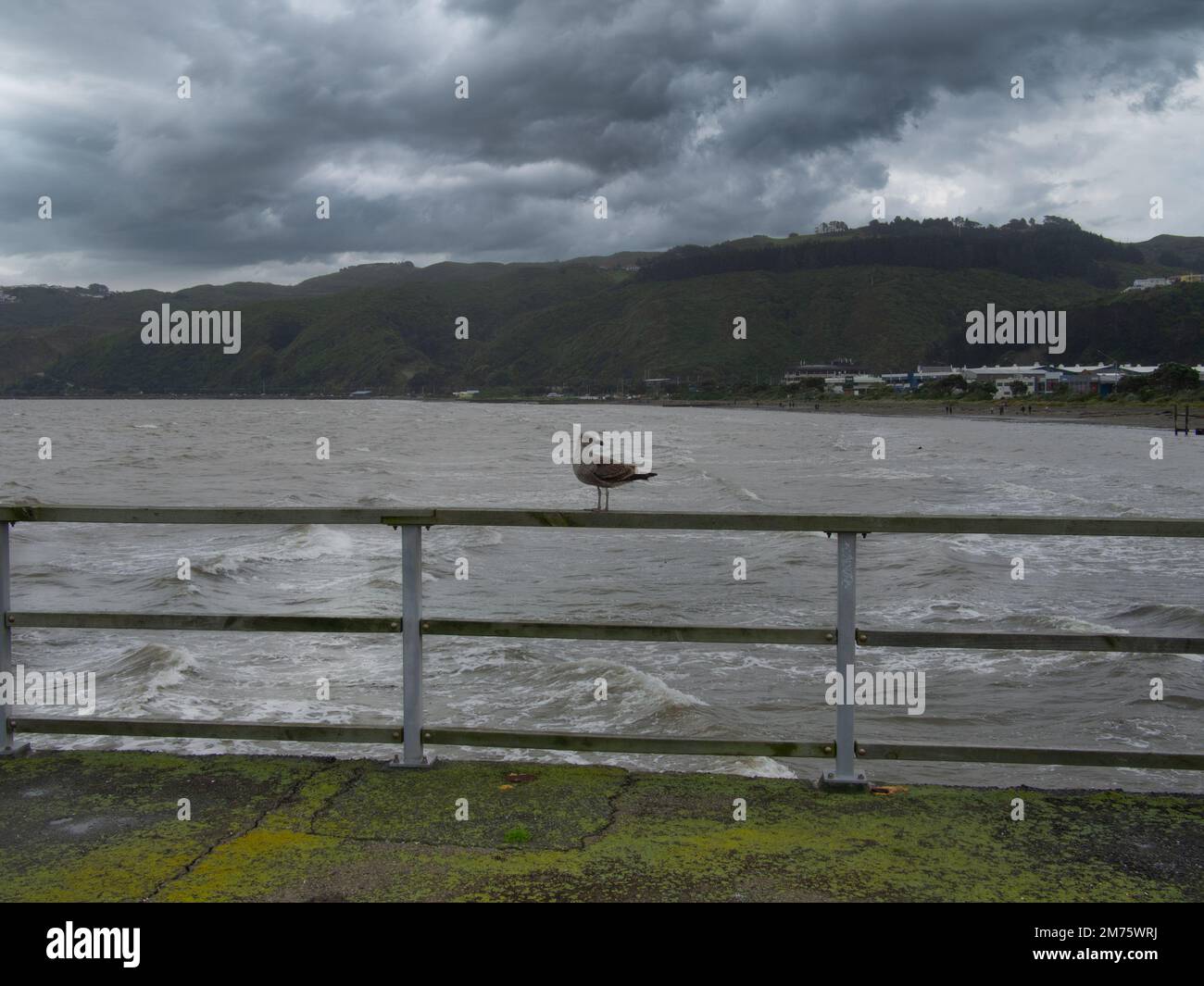 Seagull On The Wharf Railing Stock Photo - Alamy